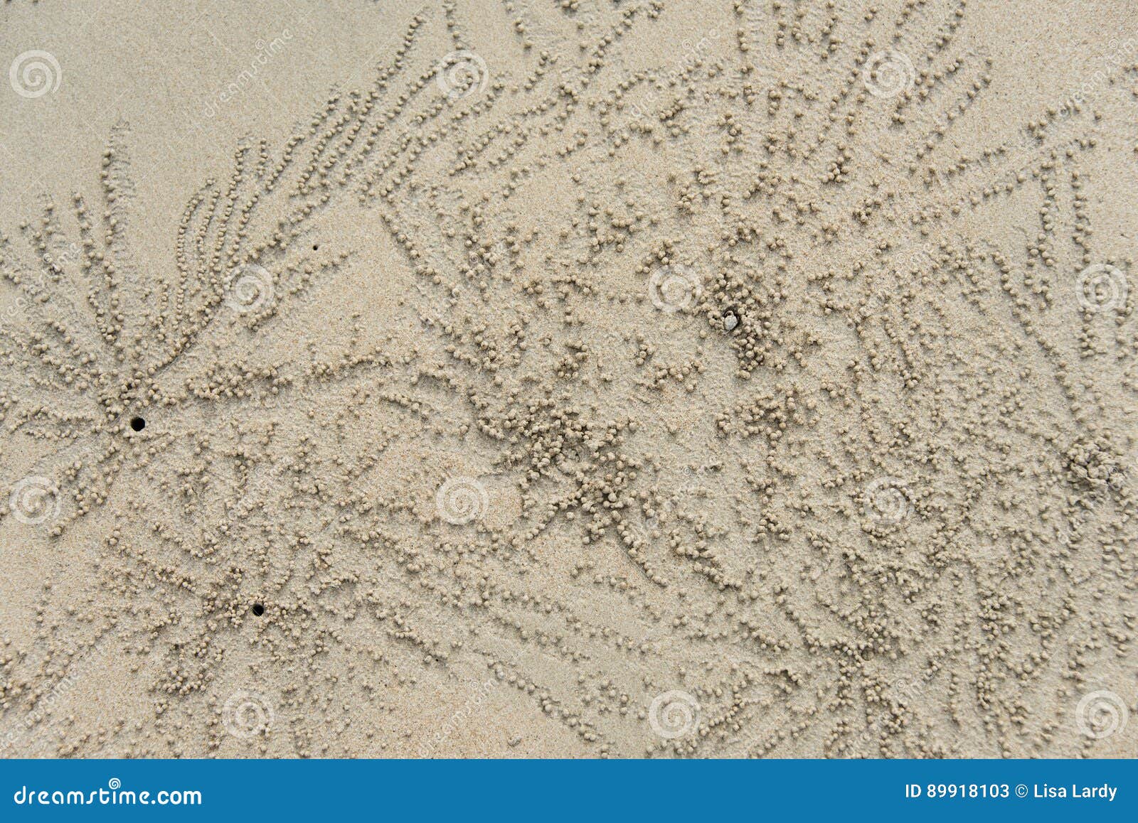 Abstract Crab Sand Nesting Trails Stock Image - Image of nests, beach ...