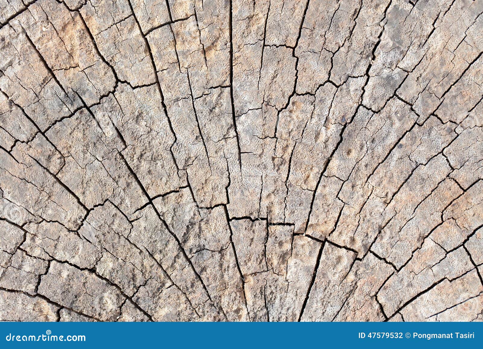 Abstract crack wood stock photo. Image of growth, aged - 47579532
