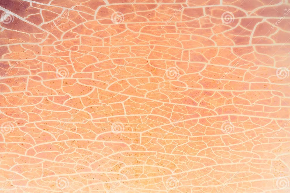 Abstract Cracked Pattern on Dry Plastic Surface Texture.Cracking ...