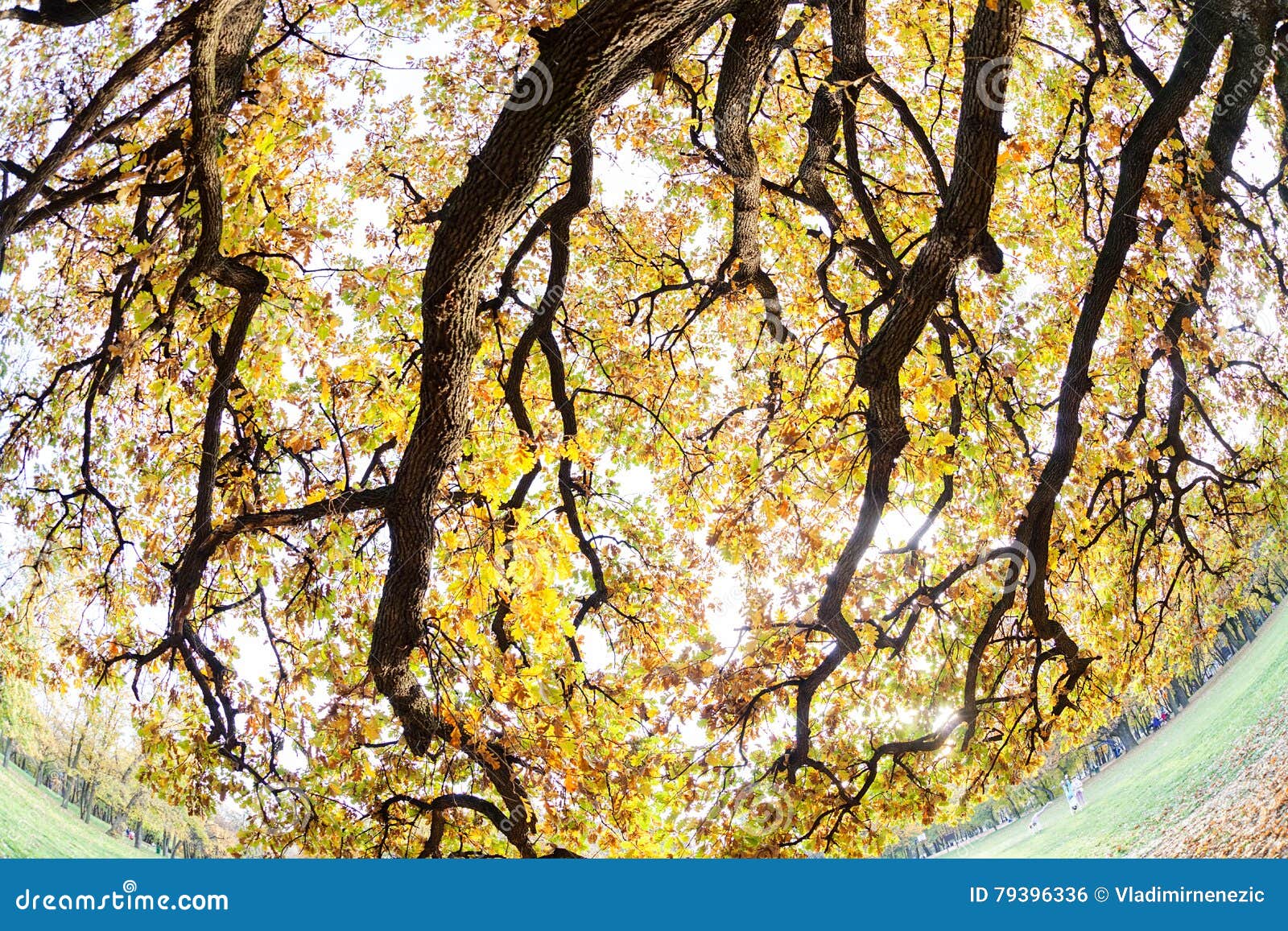 Abstract crown tree stock photo. Image of outside, crown - 79396336