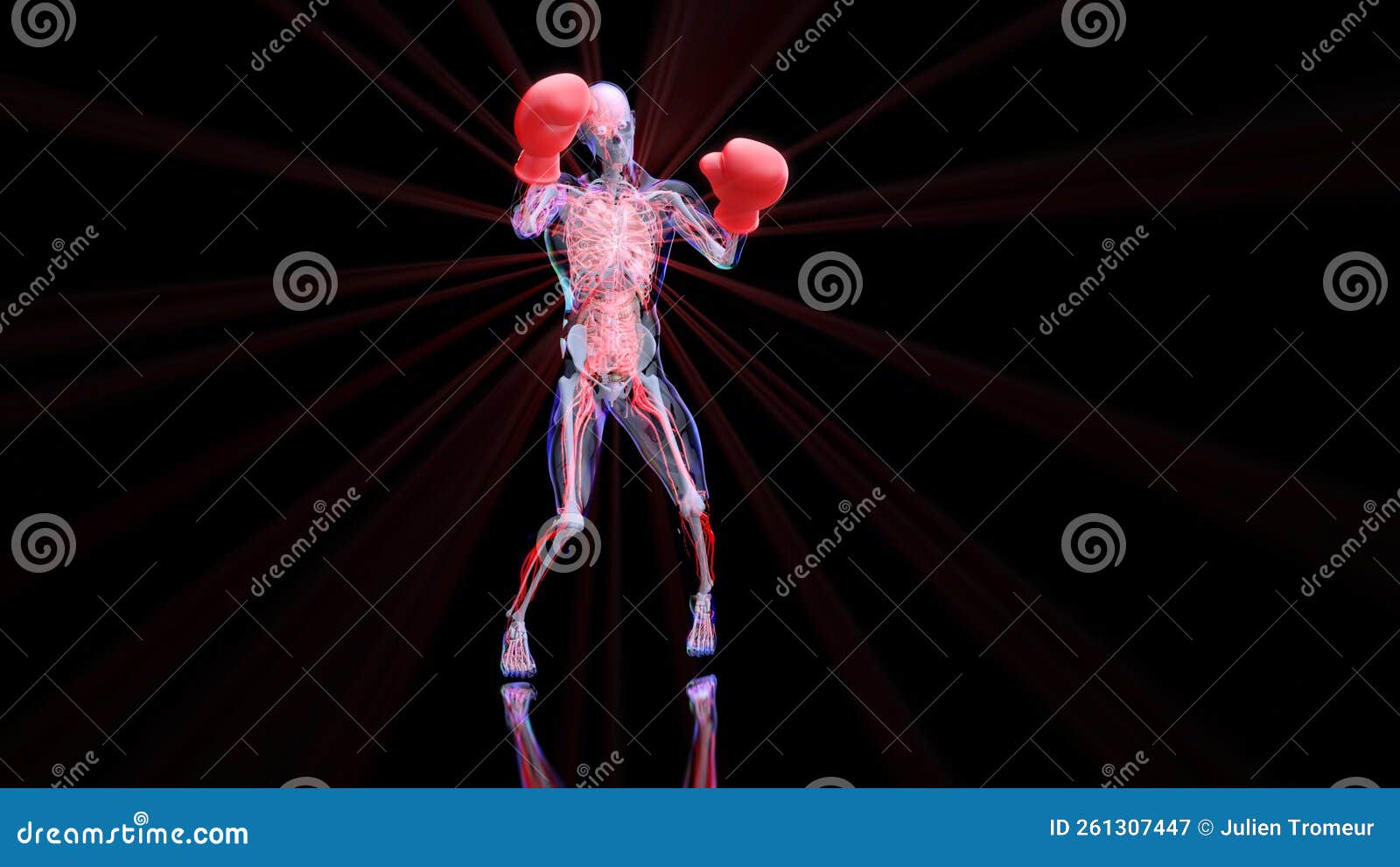 3D anatomy of a man boxing stock illustration. Illustration of steroids ...