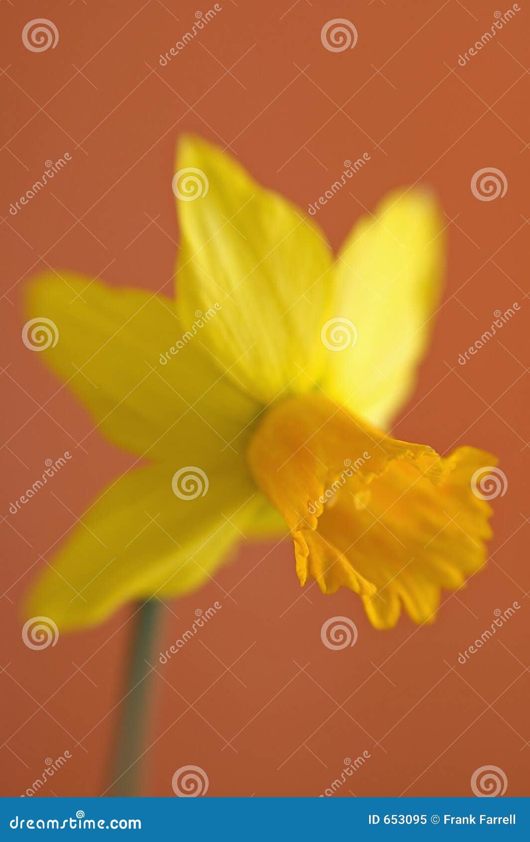 Abstract Daffodil stock image. Image of abstract, blurred - 653095