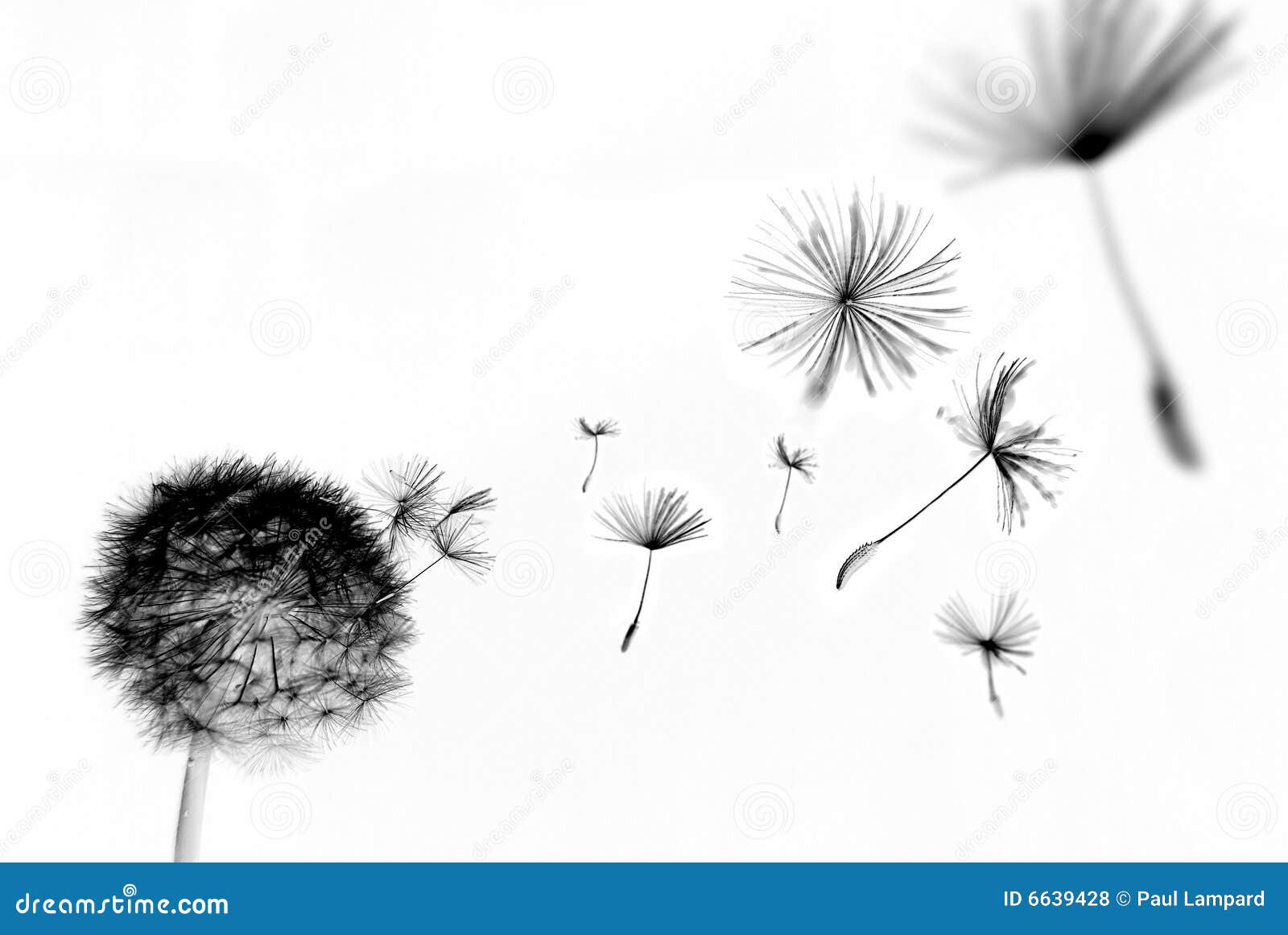 Abstract dandelion stock photo. Image of scene, stem, flower - 6639428