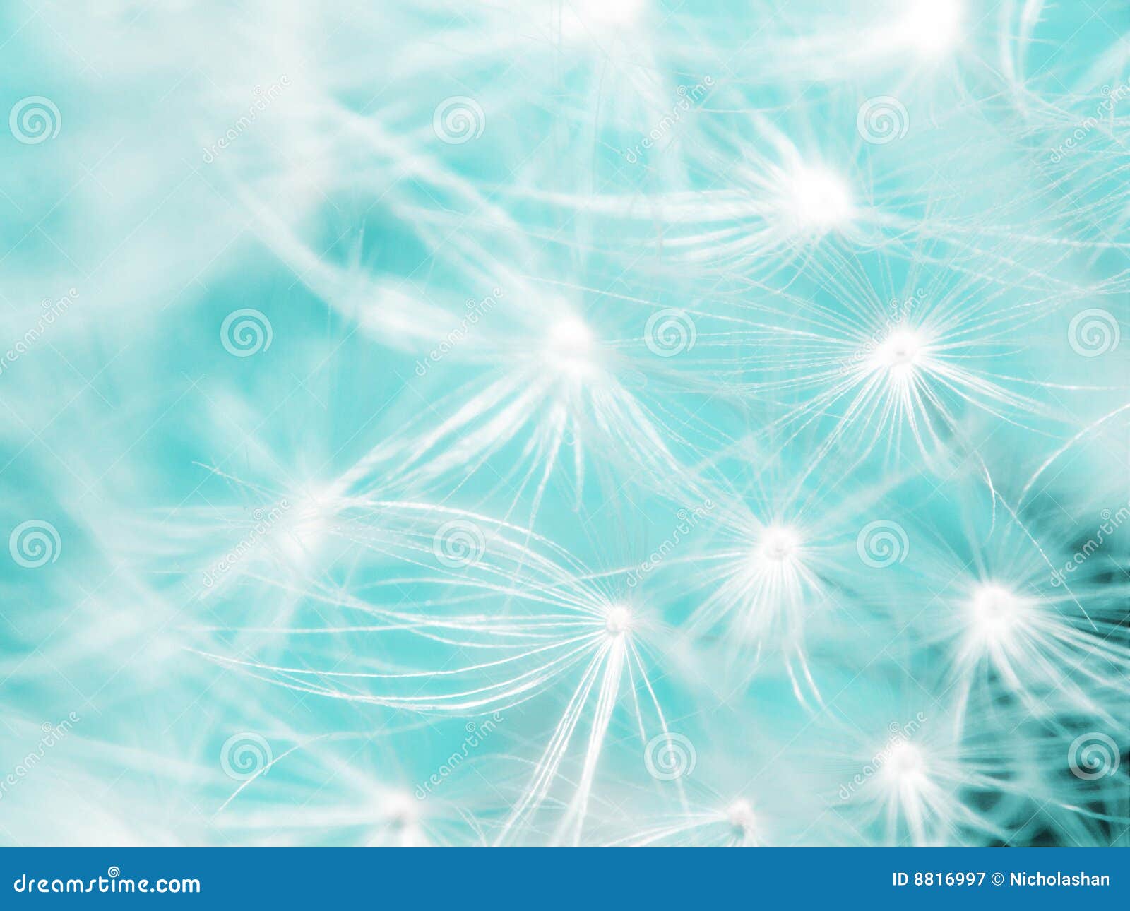 Abstract dandelion stock image. Image of float, common - 8816997