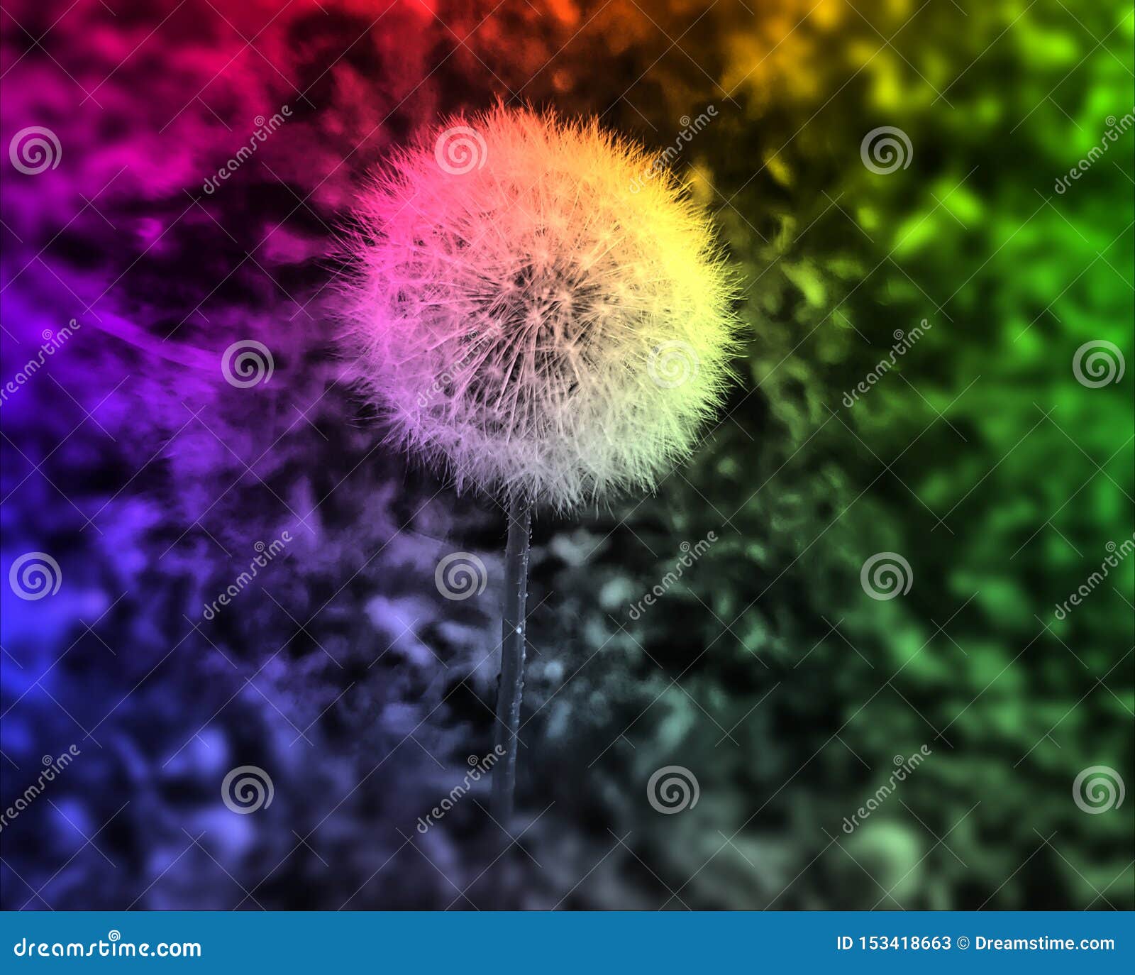 Abstract Dandelion stock image. Image of moment, captured - 153418663