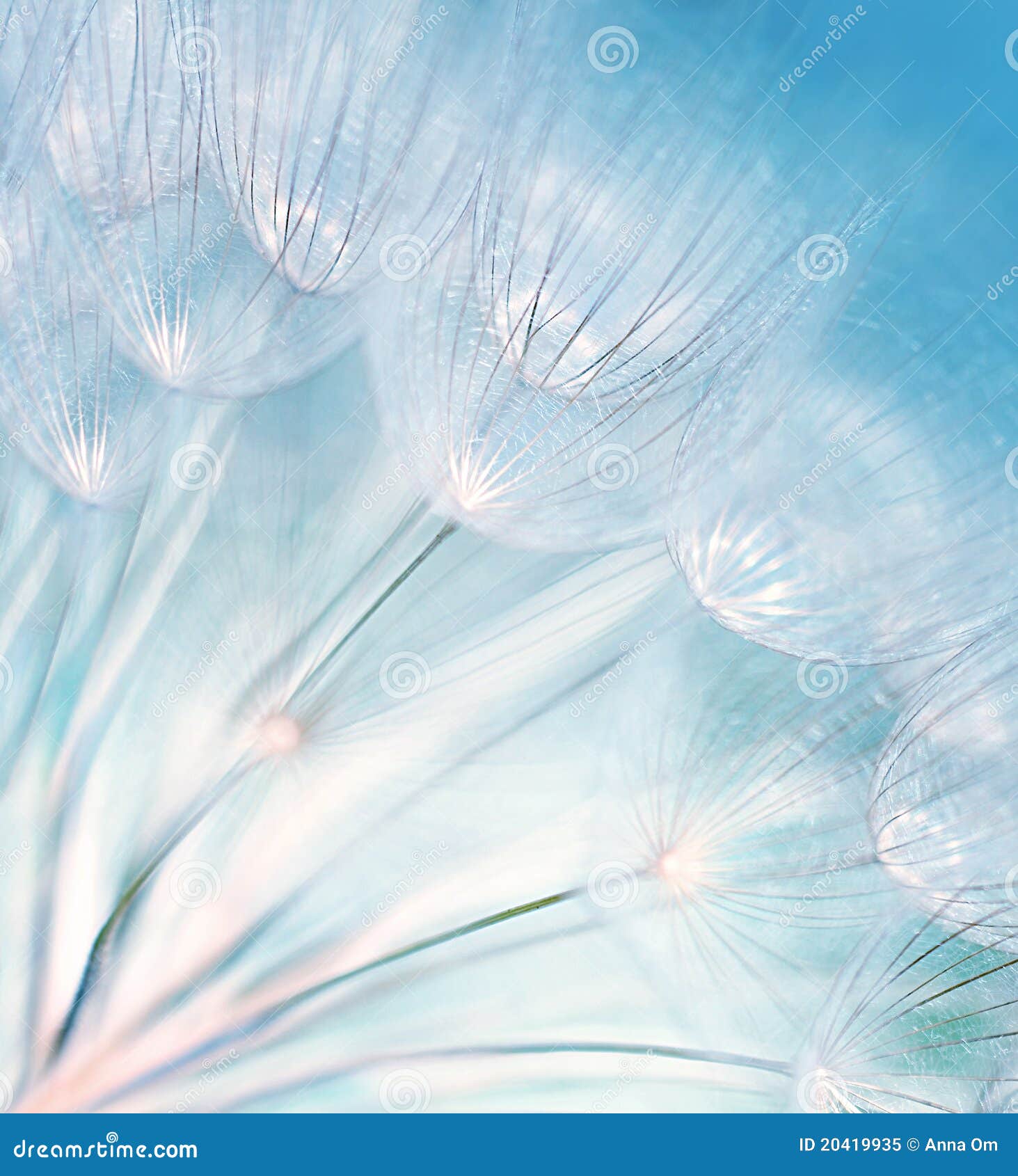 Abstract Dandelion Flower Background Stock Image - Image of garden ...