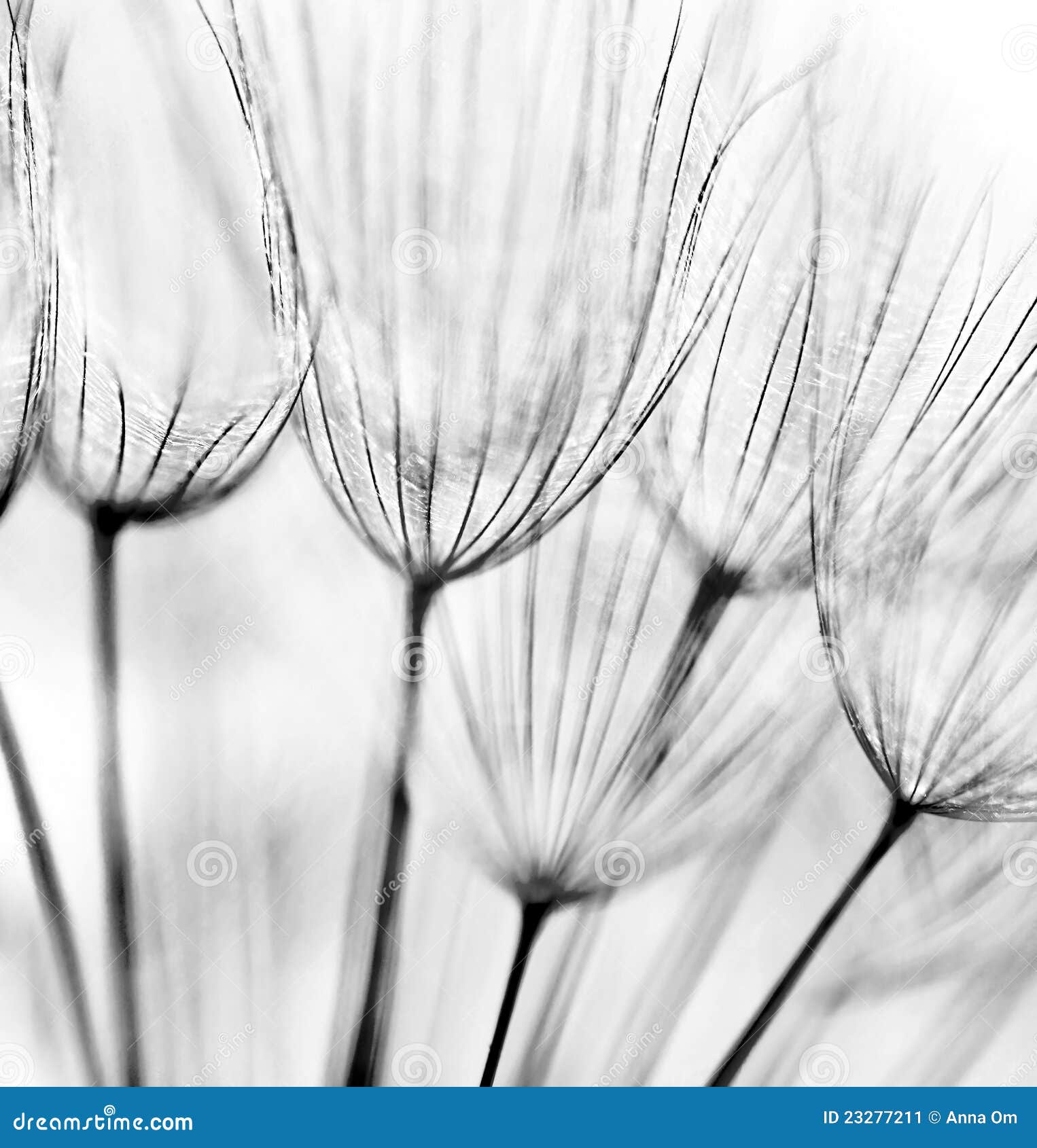 Abstract Dandelion Flower Background Stock Image - Image of abstraction ...