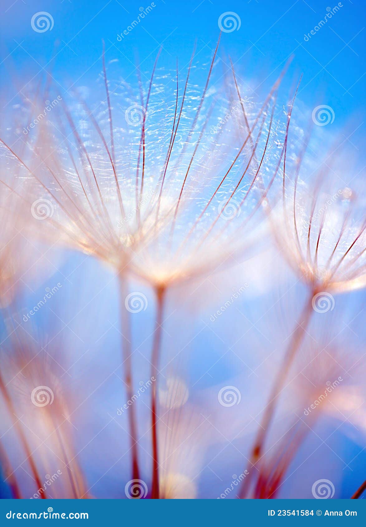 Abstract Dandelion Flower Background Stock Photo - Image of flower ...