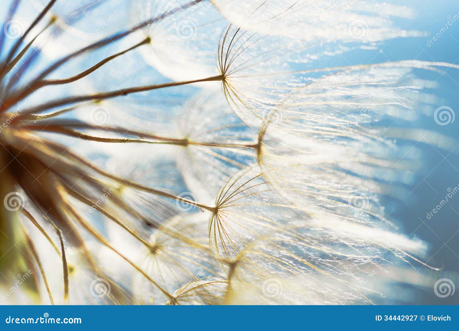 Abstract Dandelion Flower Background, Closeup with Soft Focus Stock ...