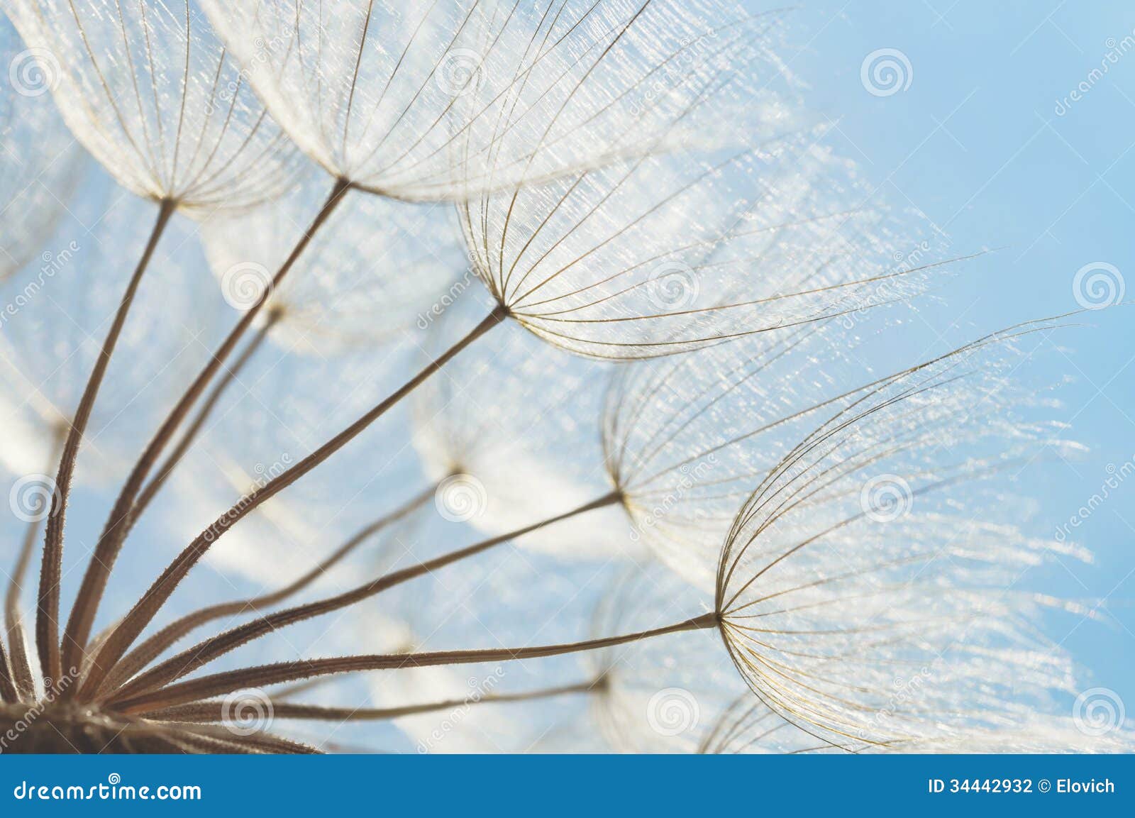 Abstract Dandelion Seed On Glitter Background Royalty-Free Stock Photo ...