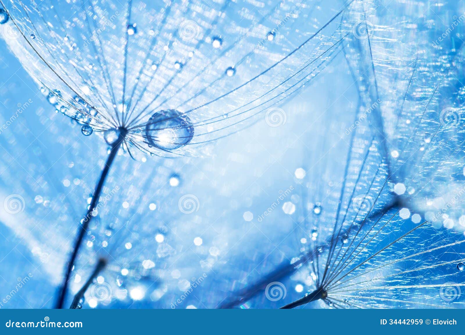 Abstract Dandelion Seed On Glitter Background Royalty-Free Stock Photo ...