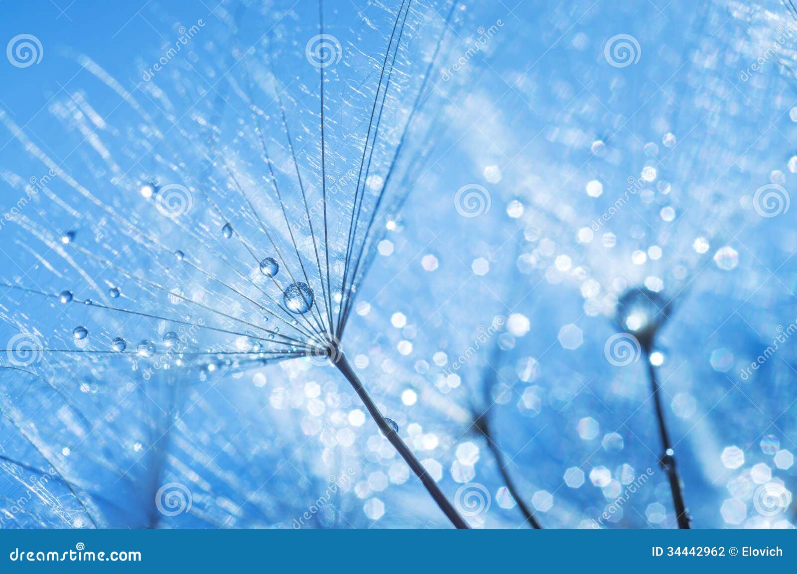 Abstract Dandelion Seed On Glitter Background Royalty-Free Stock Photo ...