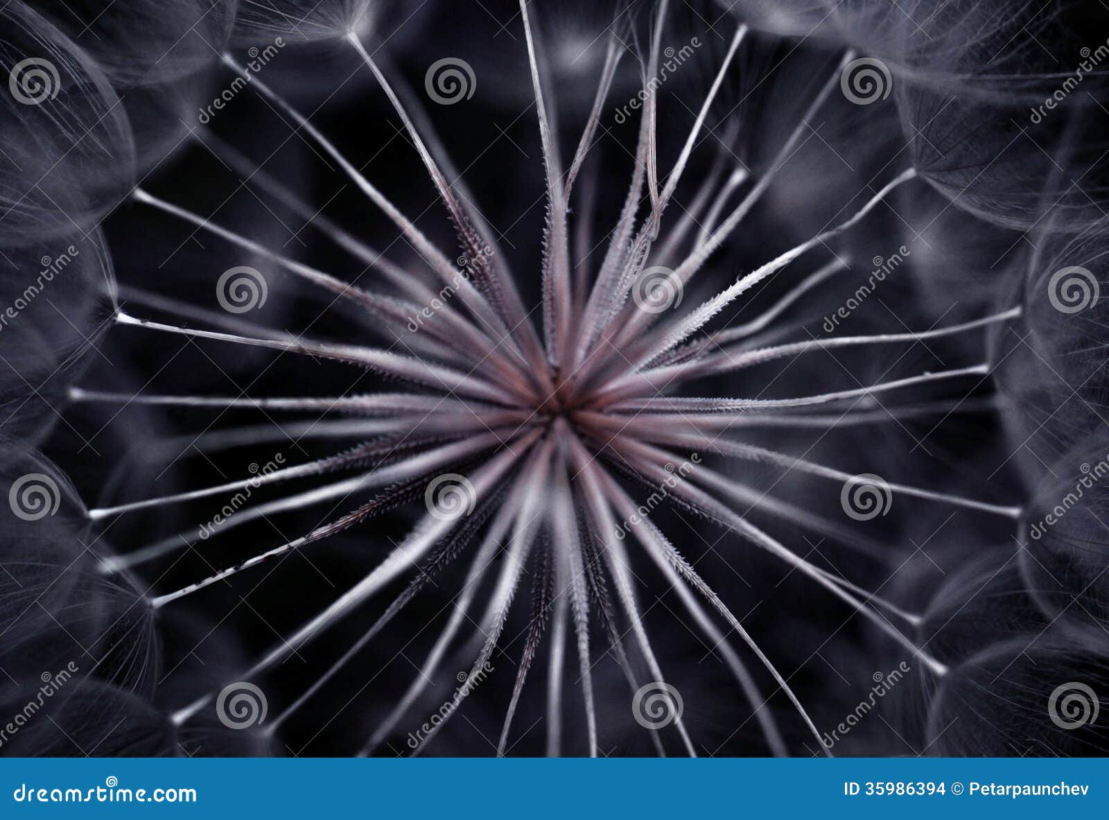 Abstract dandelion stock photo. Image of dreamy, closeup - 35986394
