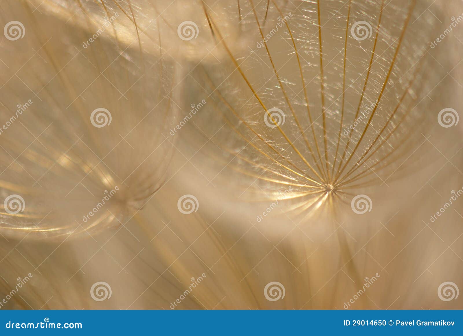 Abstract dandelion seed stock photo. Image of meadow - 29014650