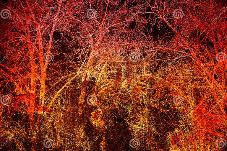 Abstract Dark Background. Tree Branches on a Black and Red Background ...