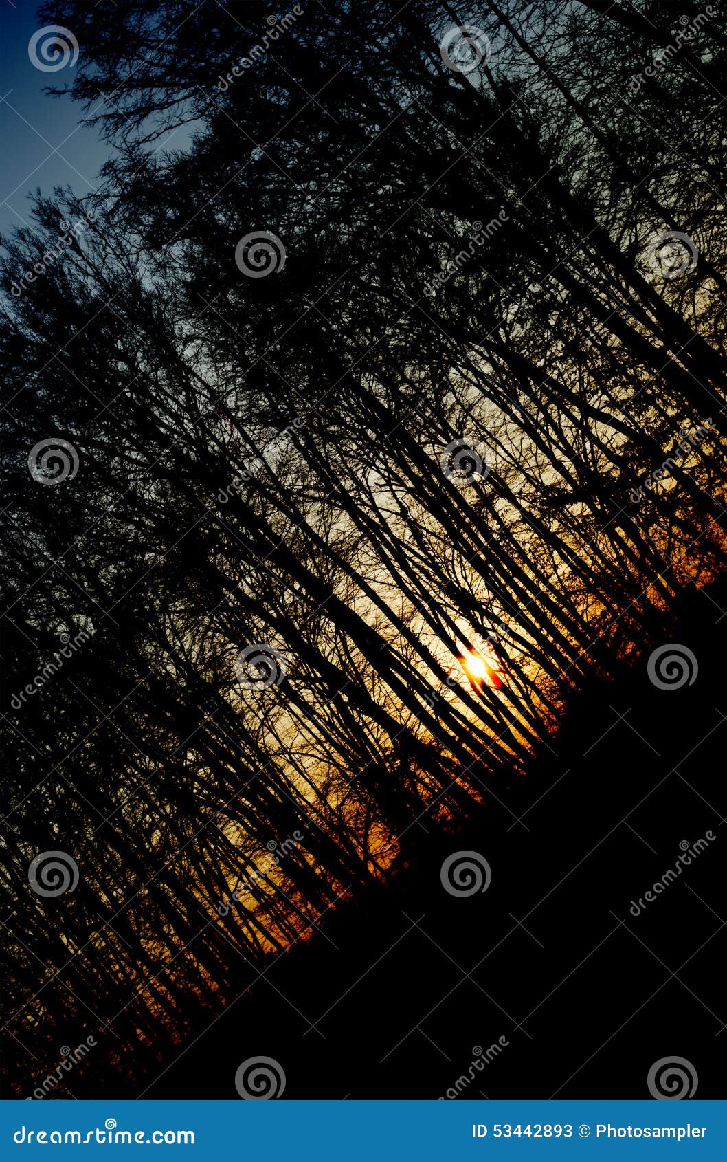 55,908 Dark Forest Silhouette Stock Photos - Free & Royalty-Free Stock ...