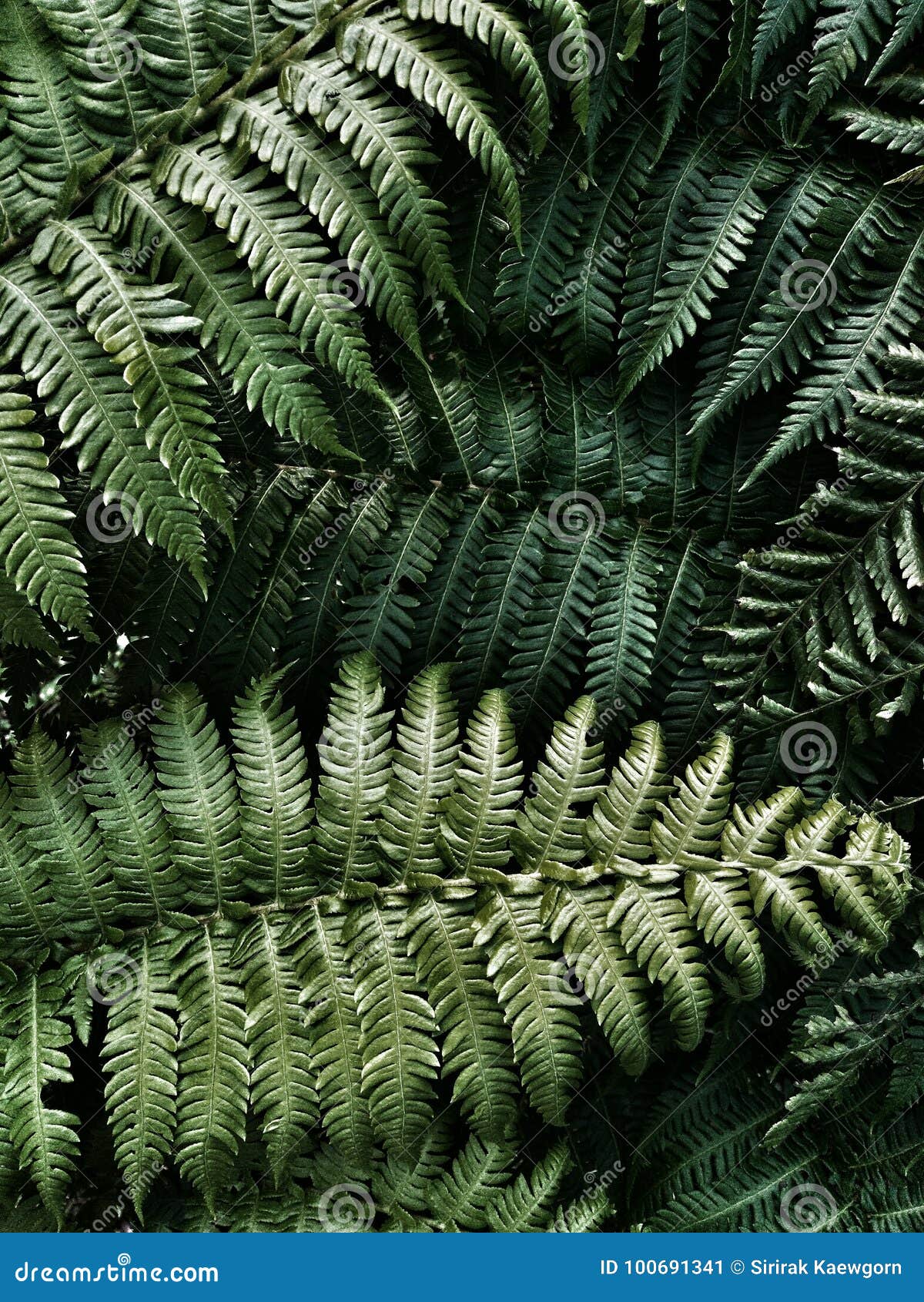 Abstract Fern Leaves Pattern Background Stock Image - Image of black ...