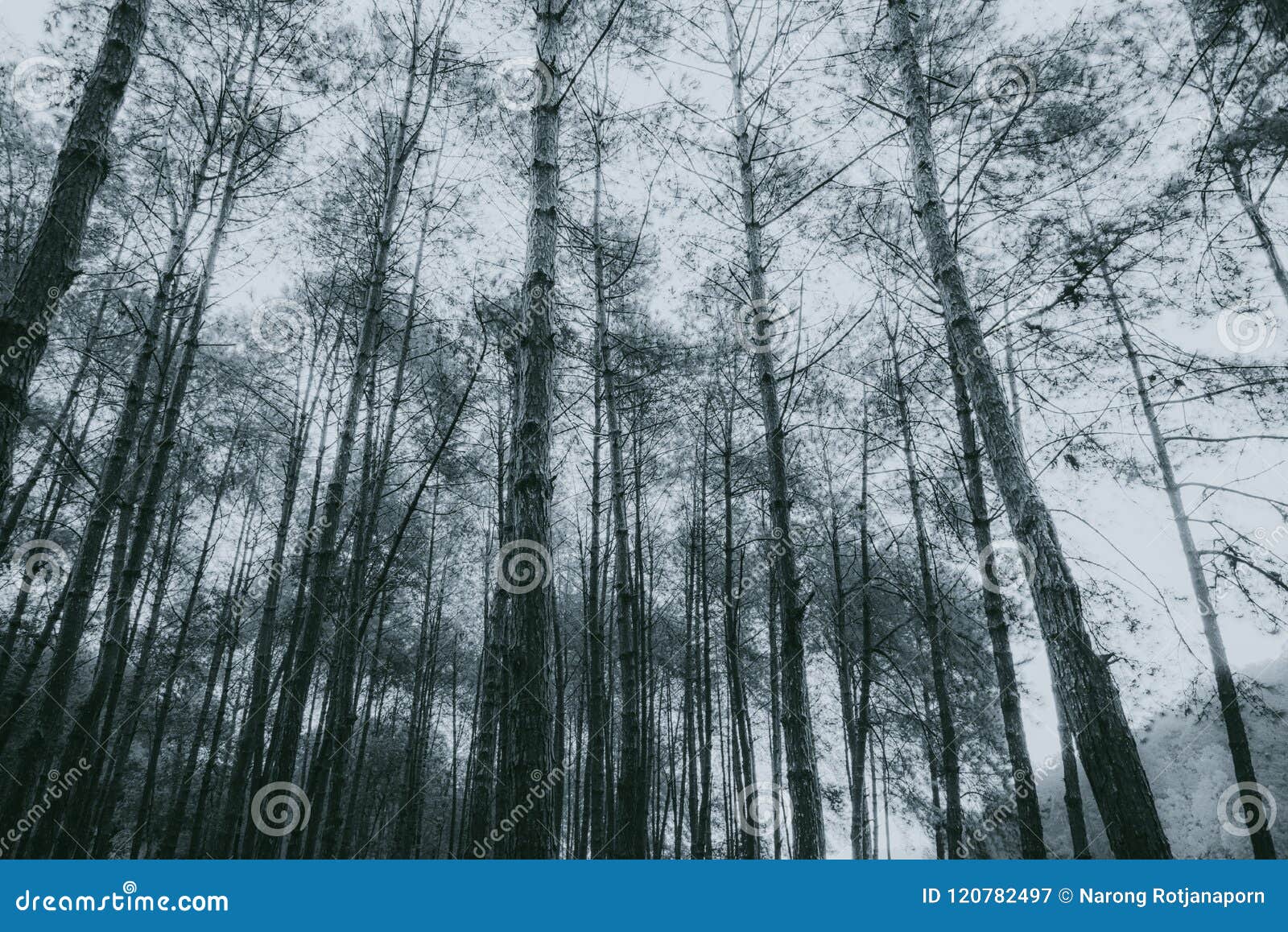 Abstract,Dark Night Tree Background. Beautiful Wallpaper. Stock Image ...
