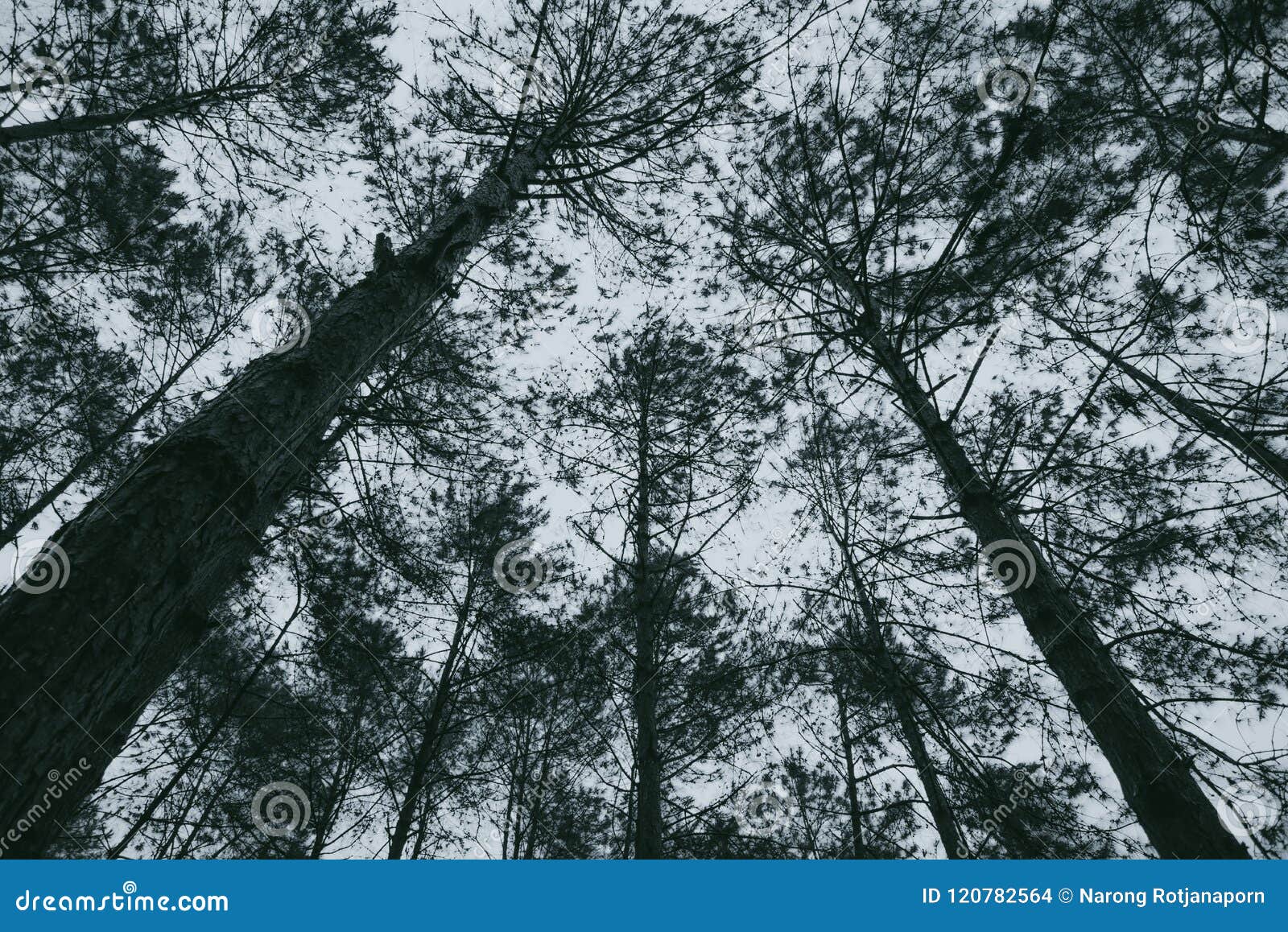 Abstract,Dark Night Tree Background. Beautiful Wallpaper. Stock Photo ...