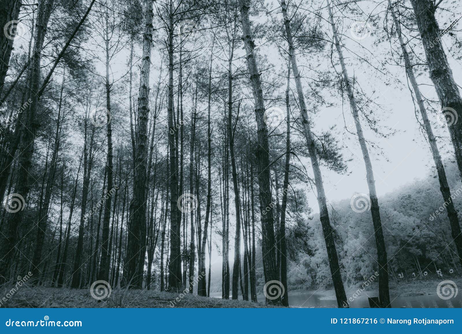 Abstract,Dark Night Tree Background. Beautiful Wallpaper. Stock Photo ...