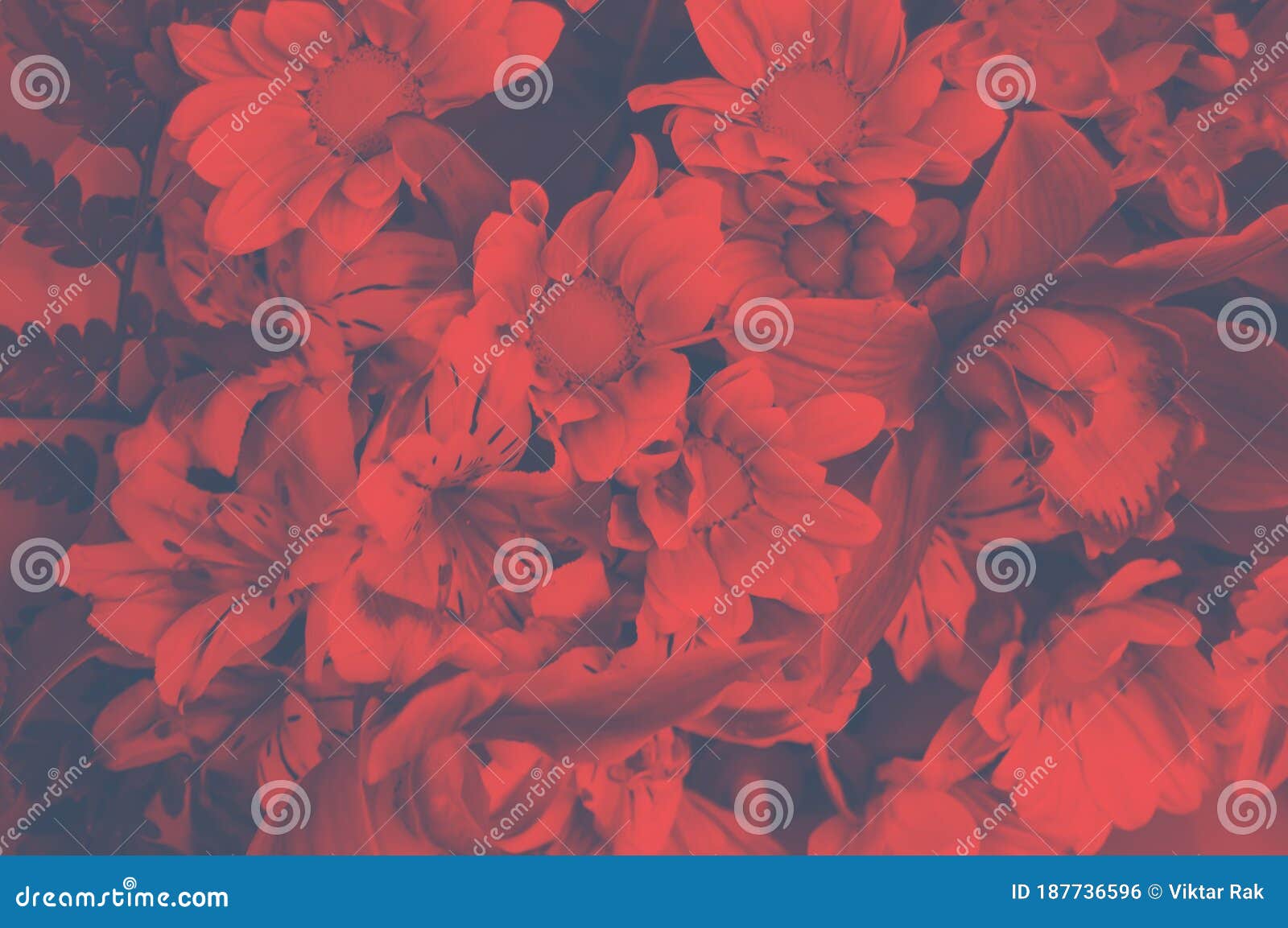 Abstract Dark Soft Red Flowers Background. Stock Photo - Image of flora ...