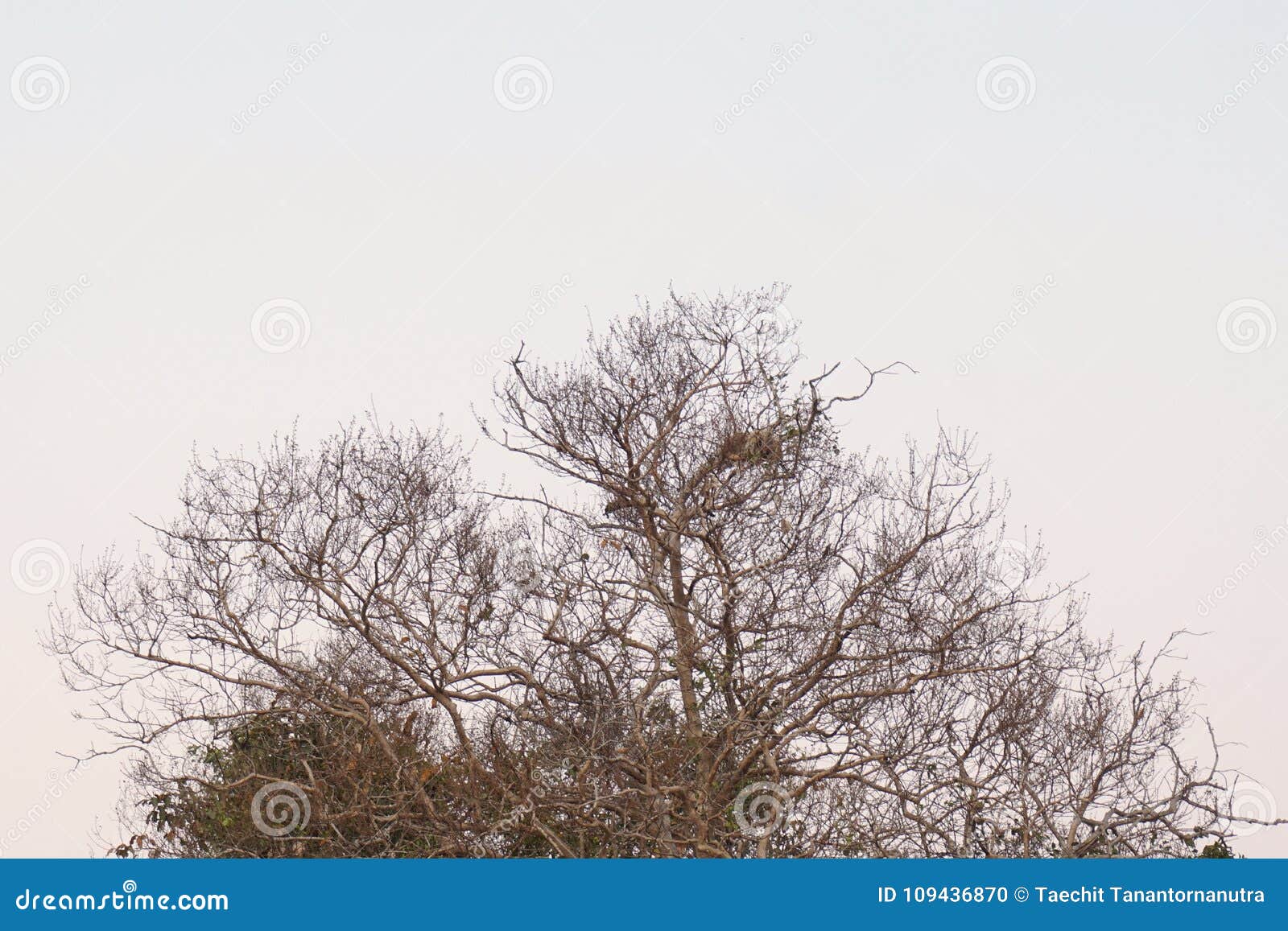 Abstract dead tree stock photo. Image of design, ecology - 109436870