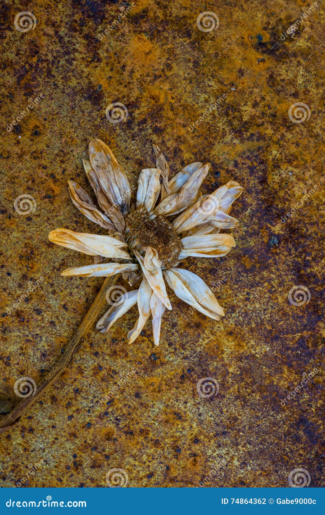 Abstract Decaying Flower Rusty Grunge Stock Photo - Image of background ...
