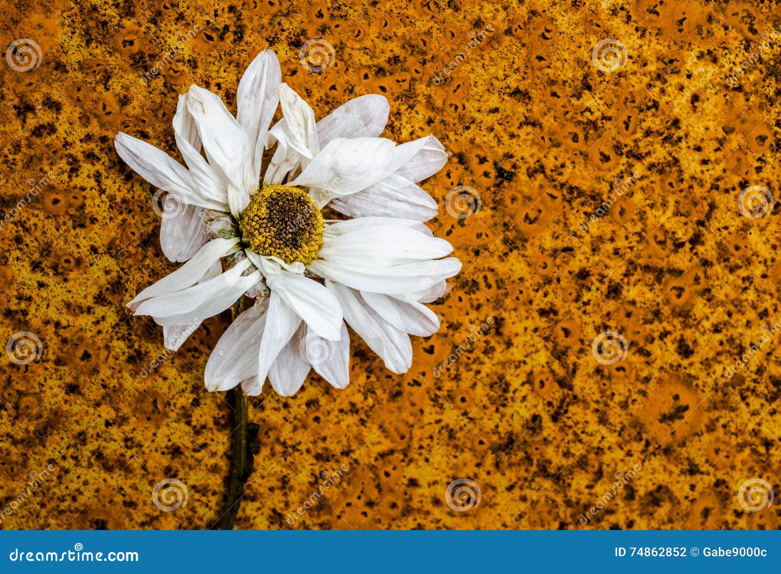 Abstract Decaying Rusty Flower Stock Photo - Image of decay, plant ...