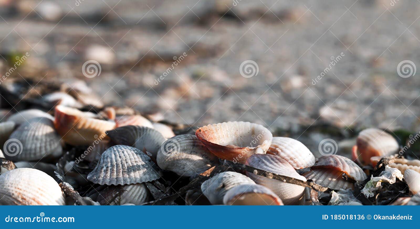 Abstract Decorative Dry Seashells Stock Photo - Image of flower, party ...