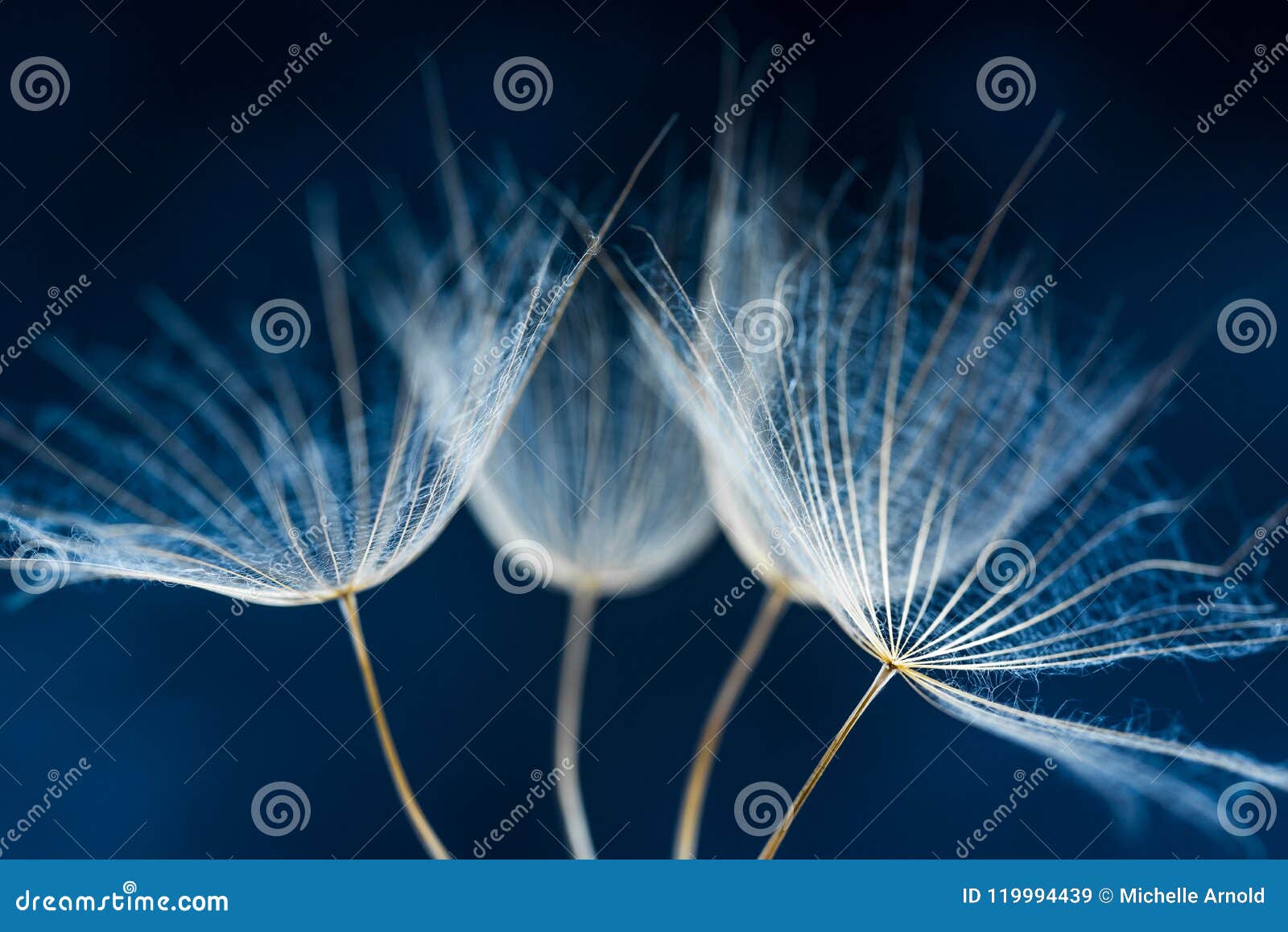 Nature Art - Deep Blue Dandelion Seeds Stock Image - Image of colored ...