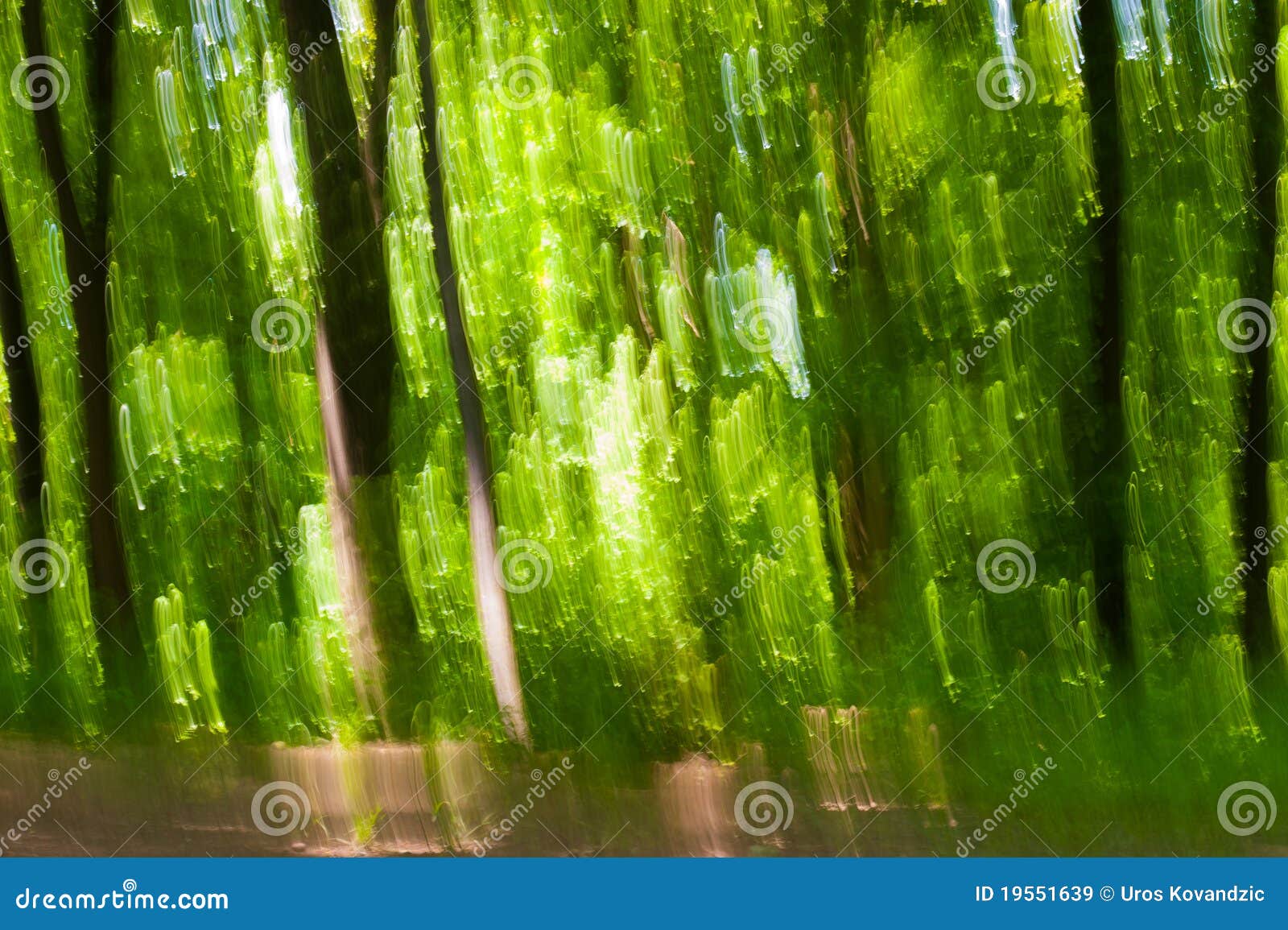 Abstract defocused forest stock image. Image of blur - 19551639