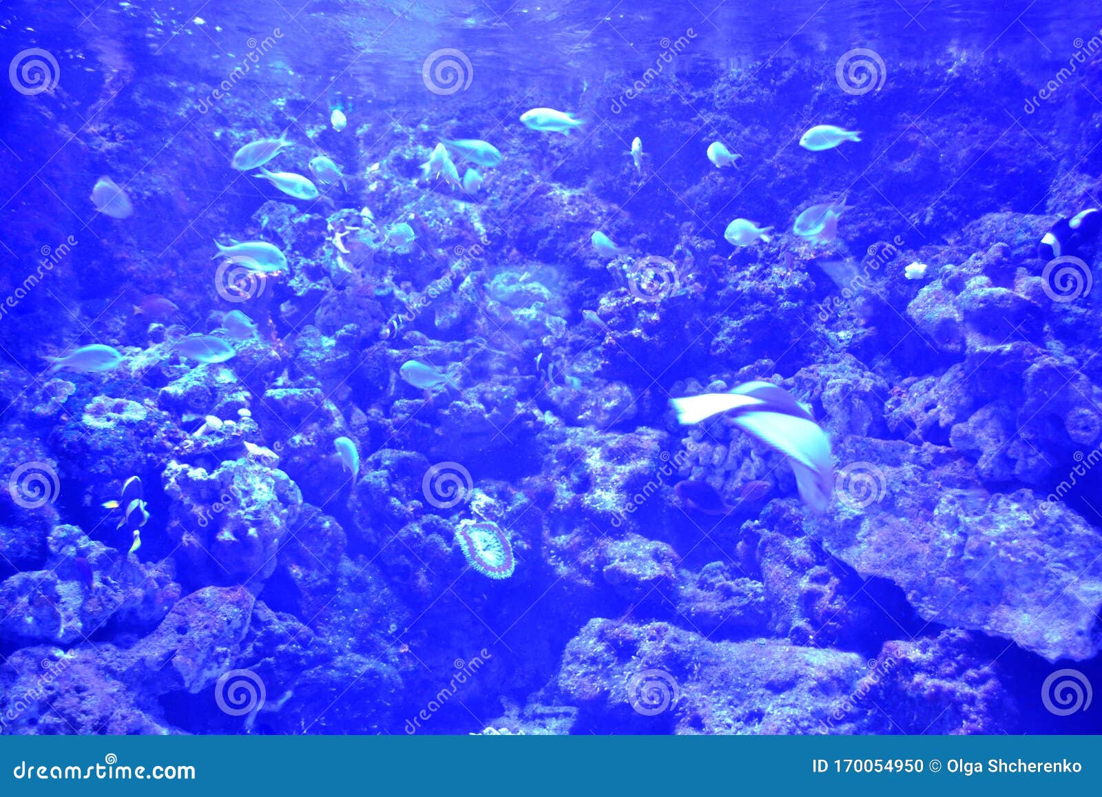 Abstract Defocused Photo of Aquarium with White Luminous Fish Stock ...