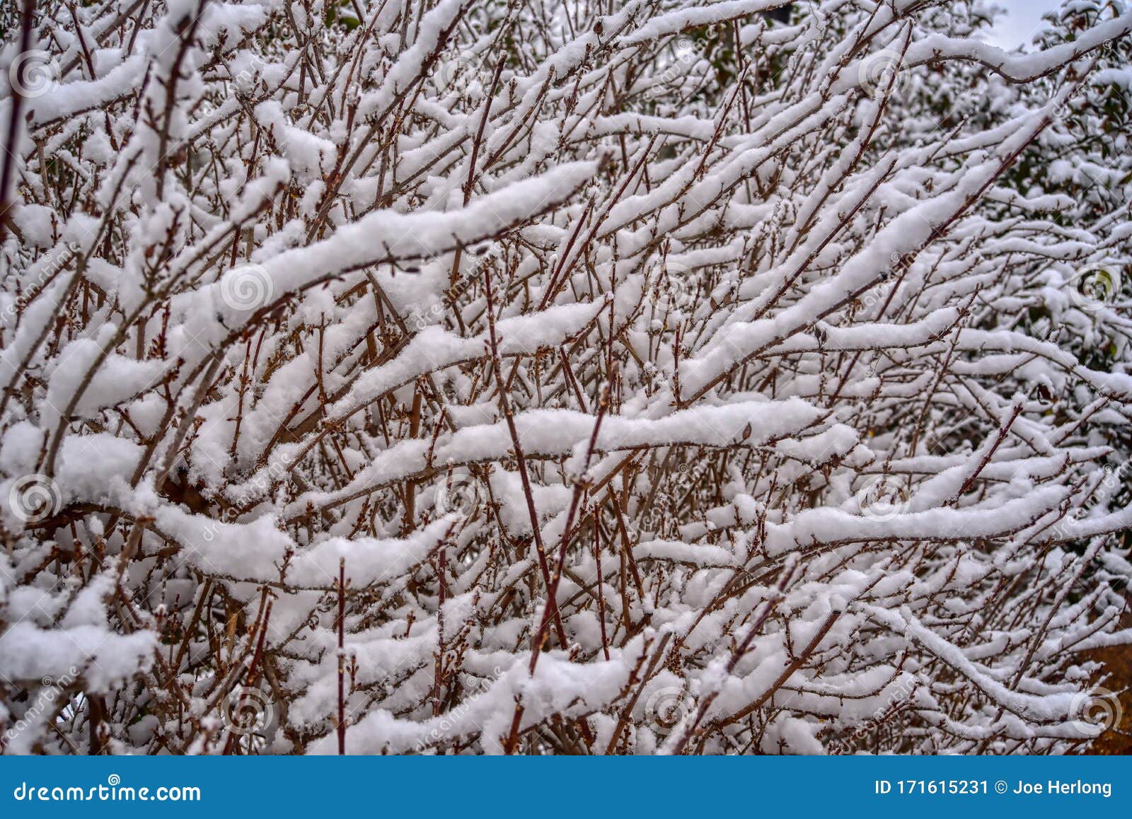 An Abstract Design Created by Snow on Branches. Stock Image - Image of ...