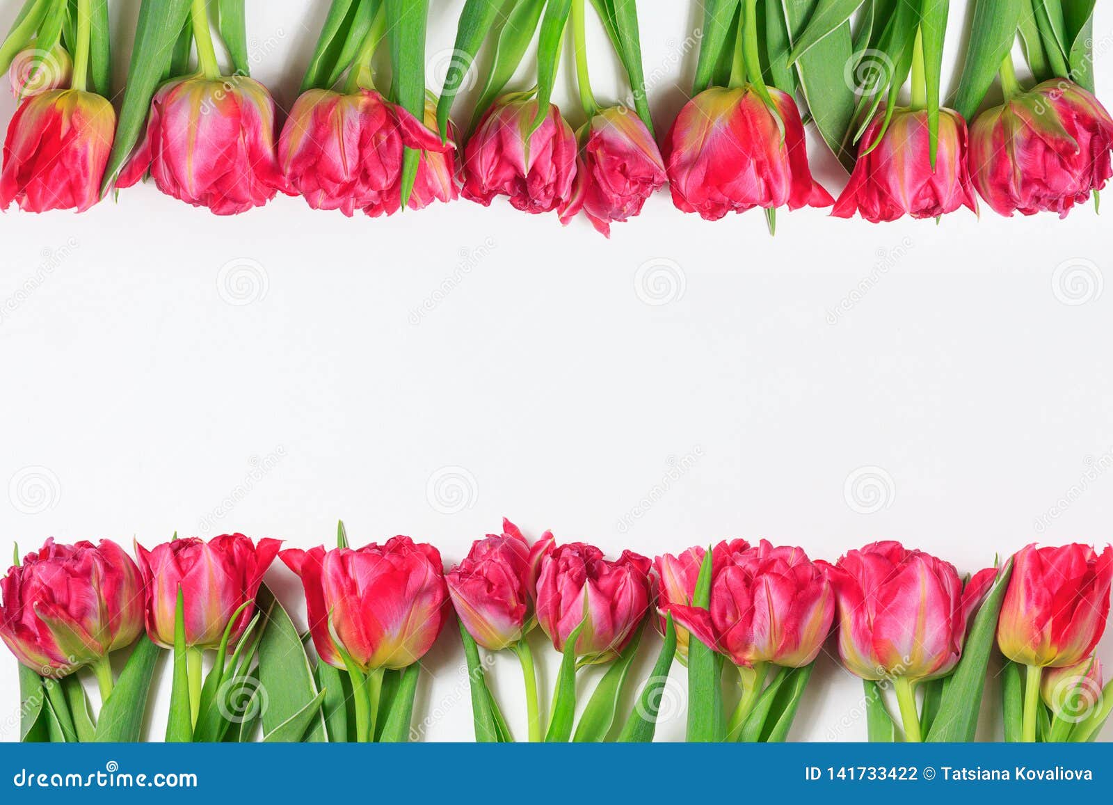 Abstract Design of Wide Panoramic Floral Border with Red Tulips Stock ...