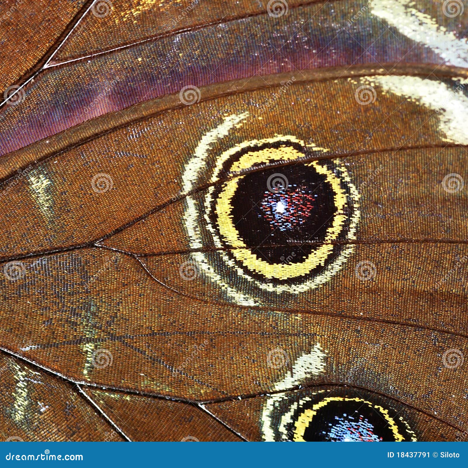 Abstract - Detail of Butterfly Wings Stock Image - Image of detail ...
