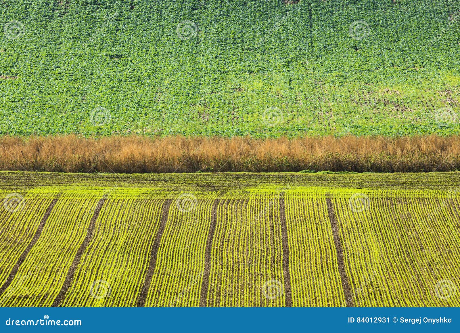 Abstract Draw of Green Fields Stock Image - Image of lines, green: 84012931