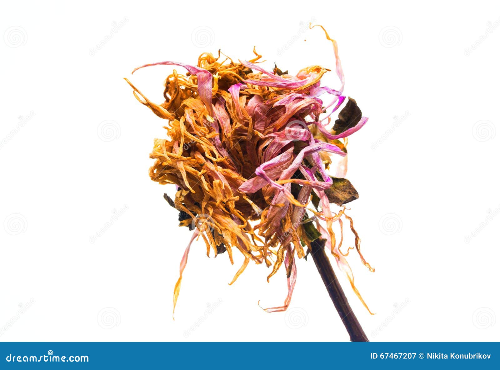 Abstract dried Aster stock image. Image of garden, flower - 67467207