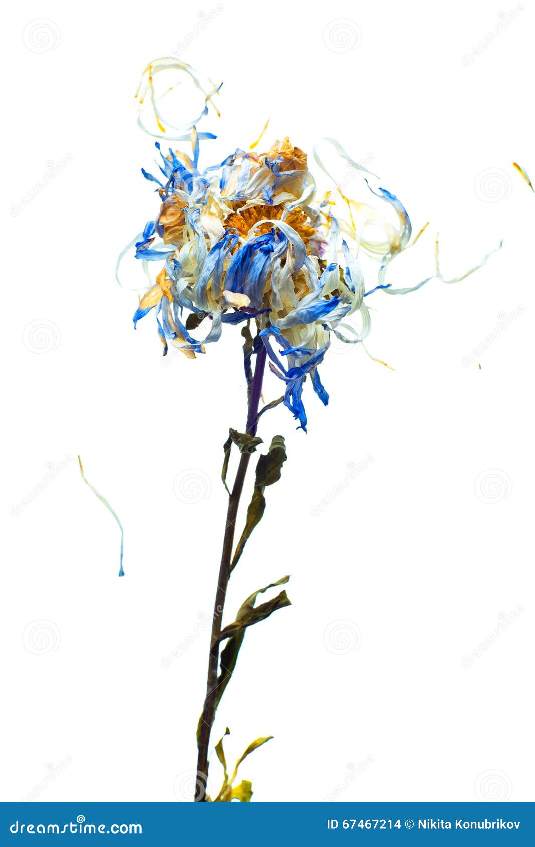 Abstract dried Aster stock photo. Image of flora, pressed - 67467214