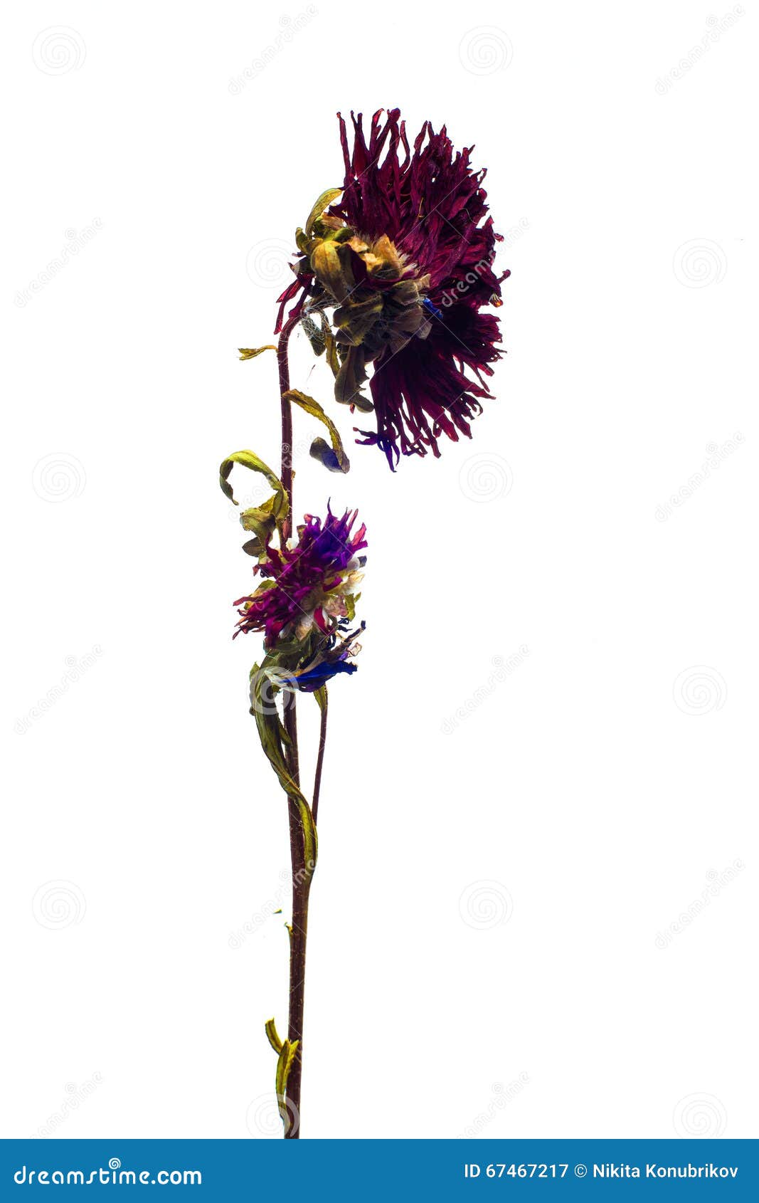 Abstract dried Aster stock image. Image of flower, nature - 67467217