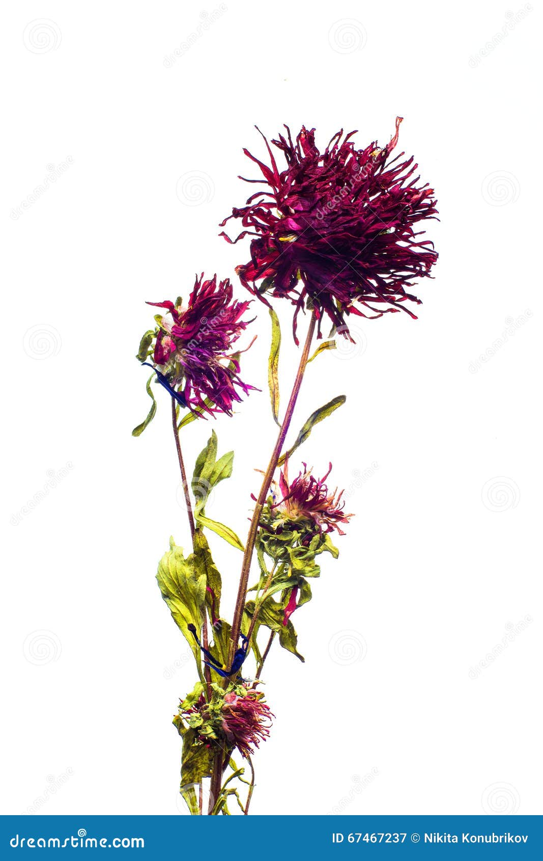 Abstract dried Aster stock image. Image of pressed, aster - 67467237