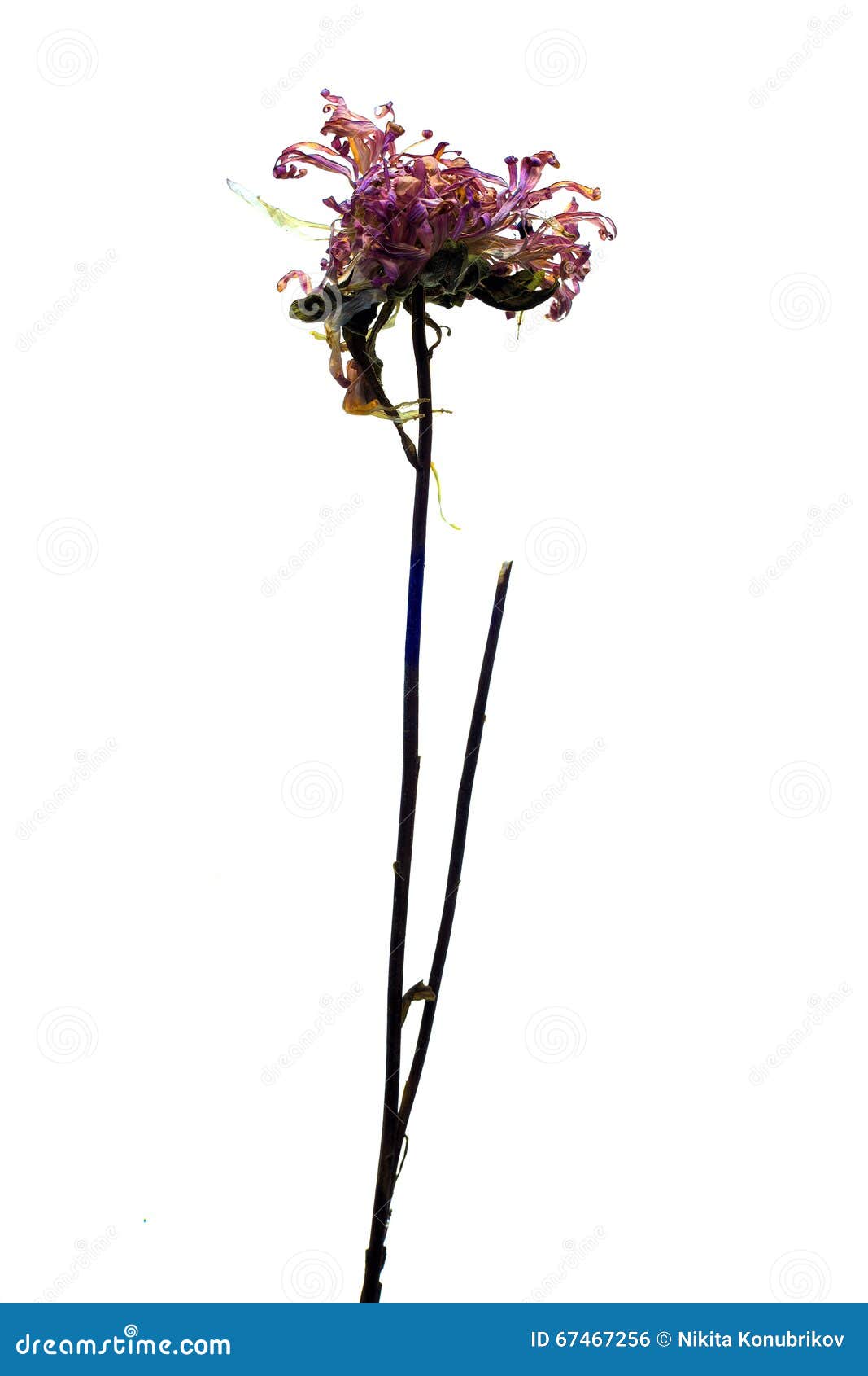 Abstract dried Aster stock photo. Image of plant, background - 67467256