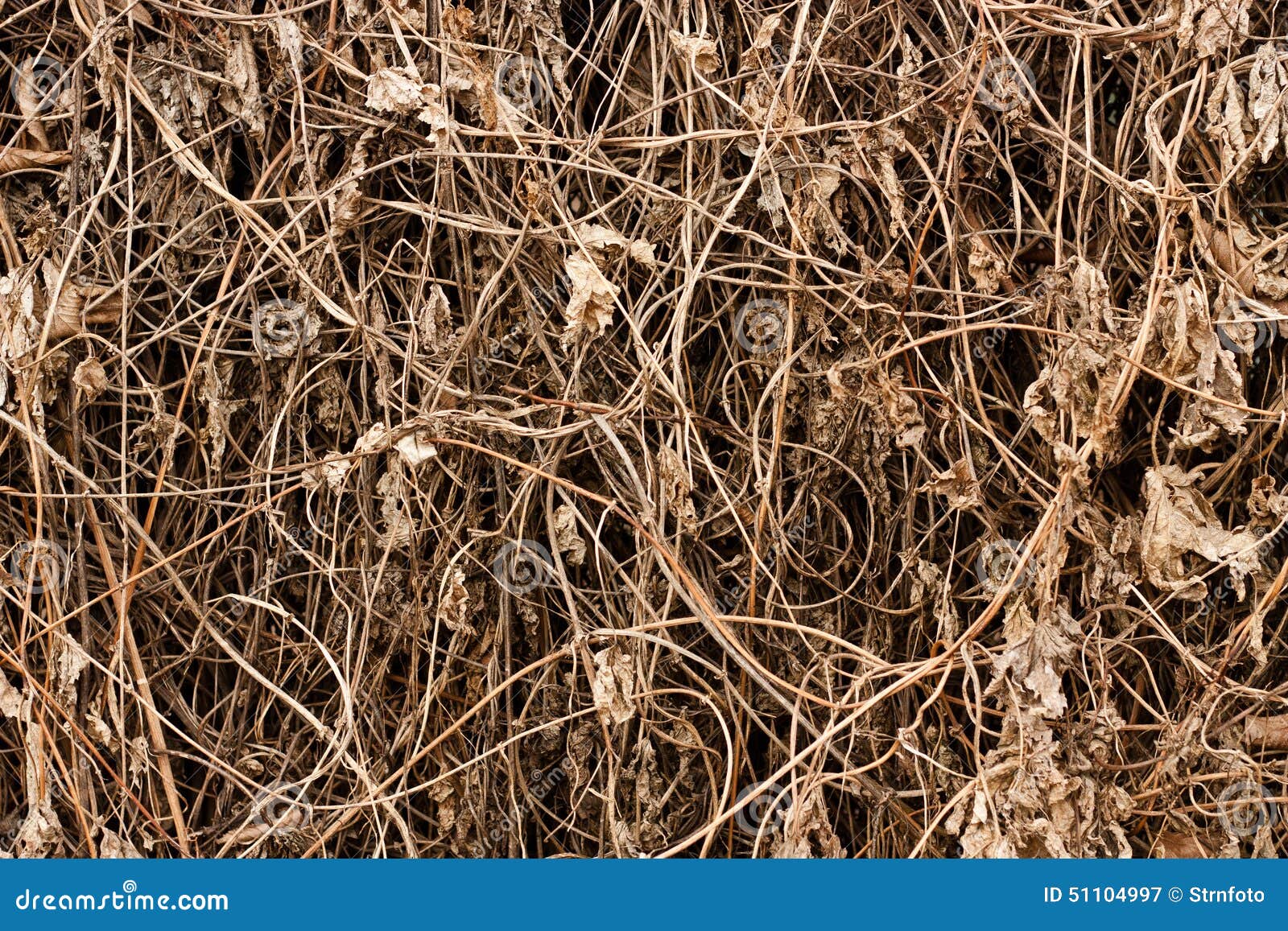 Abstract Dried Branches stock image. Image of fence, decoration - 51104997