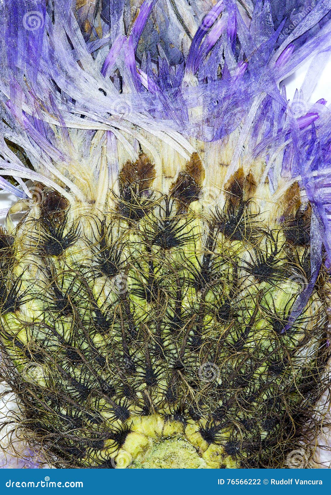 Abstract dried flower stock photo. Image of bloom, stamen - 76566222