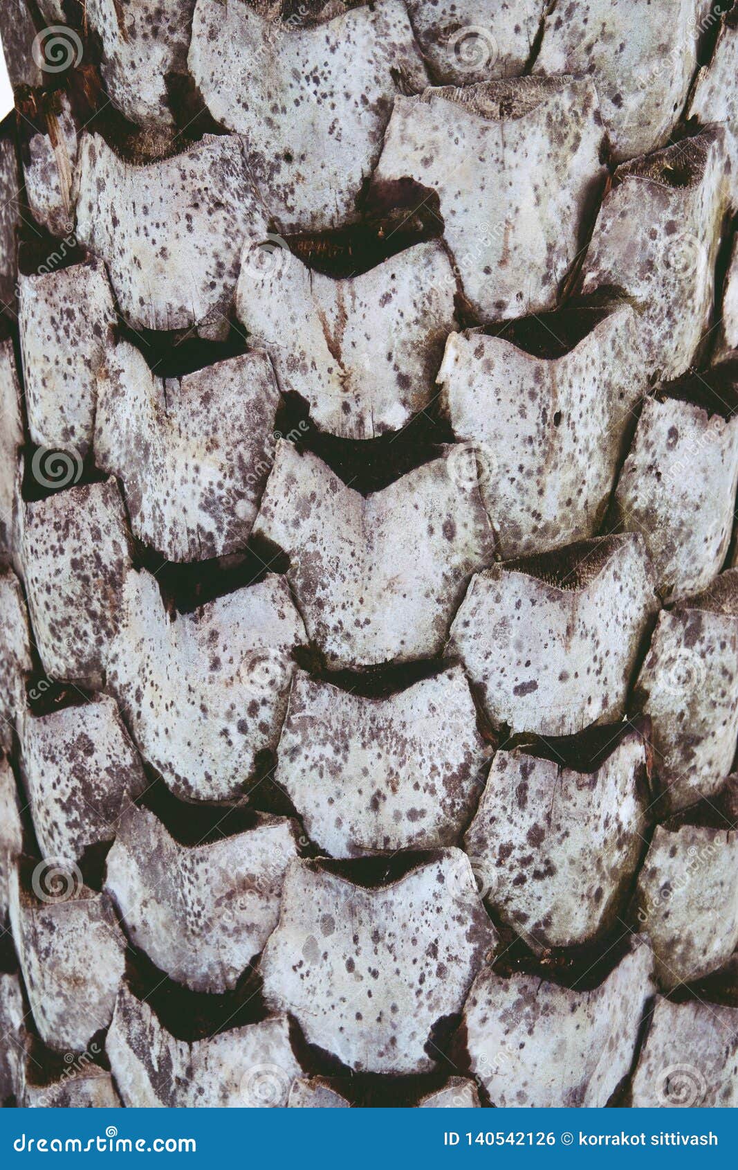 Abstract Dried Palm Texture Background Close Up Stock Photo - Image of ...