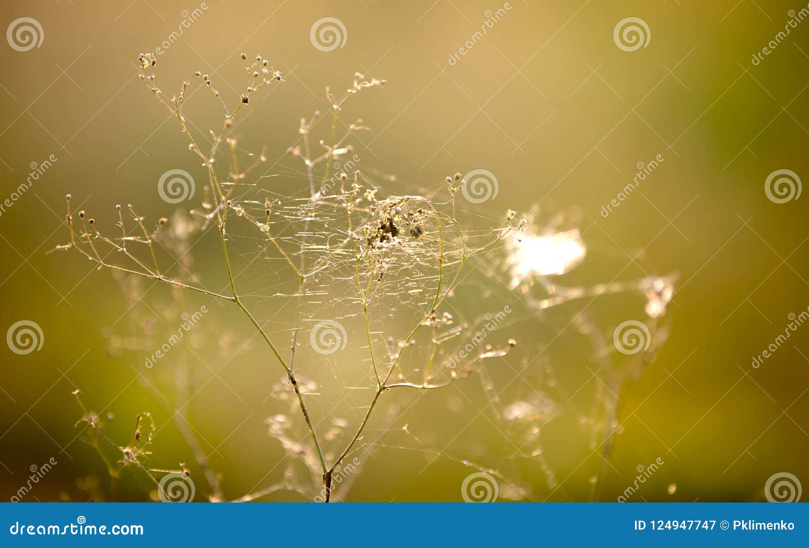 Dry grass and web stock image. Image of bright, beautiful - 124947747