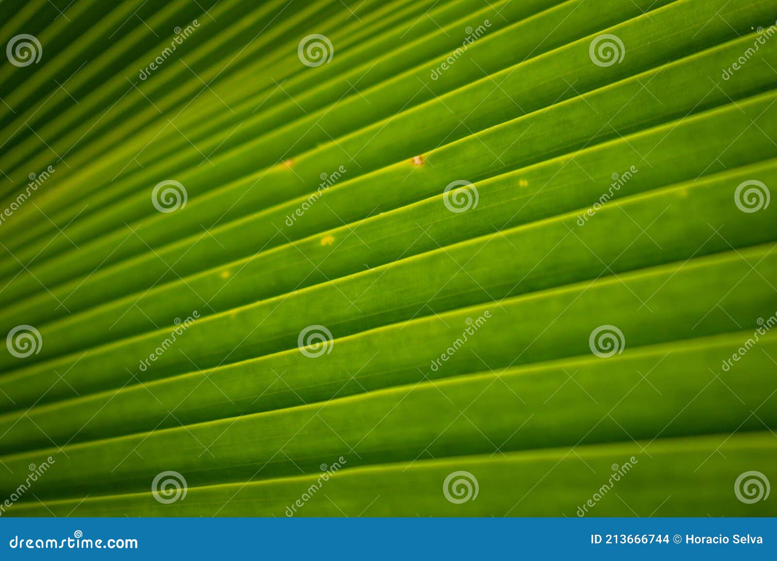 Abstract Effect with Folded Palm Leaves. Vegetable Background with ...