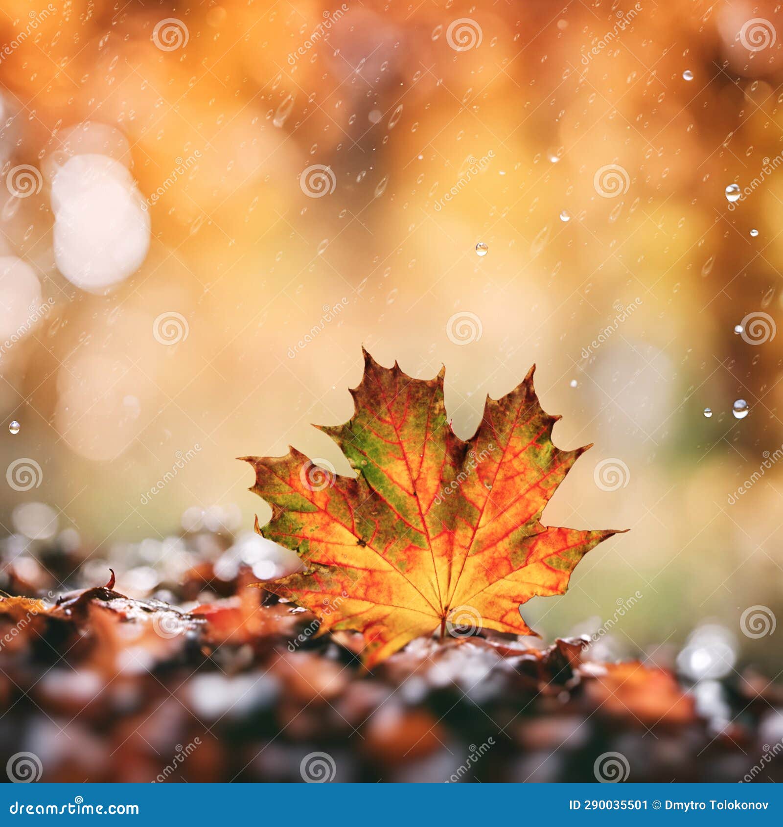 Abstract Fall Background with Maple Leaf, Seasonal Wallpapers Stock ...