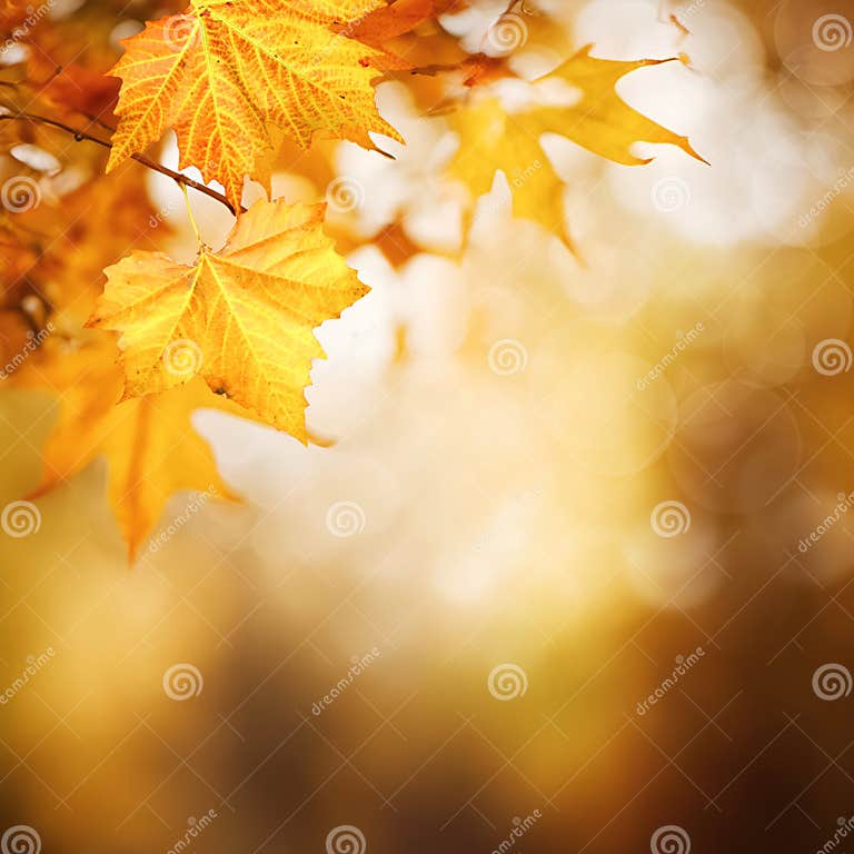 Abstract Fall Background with Maple Leaf Stock Photo - Image of park ...