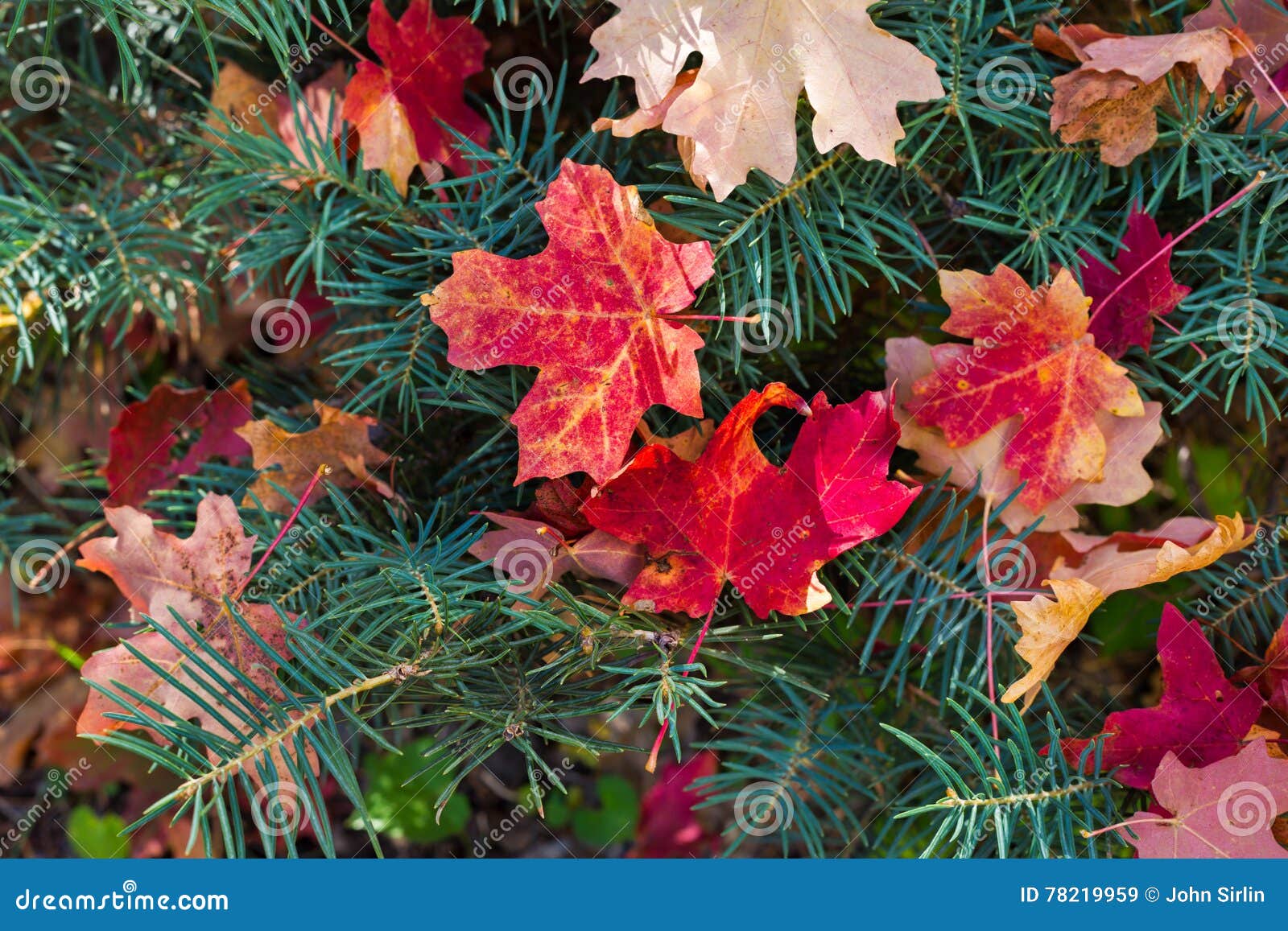 Abstract Fall Foliage Background Stock Image - Image of tree, foliage ...