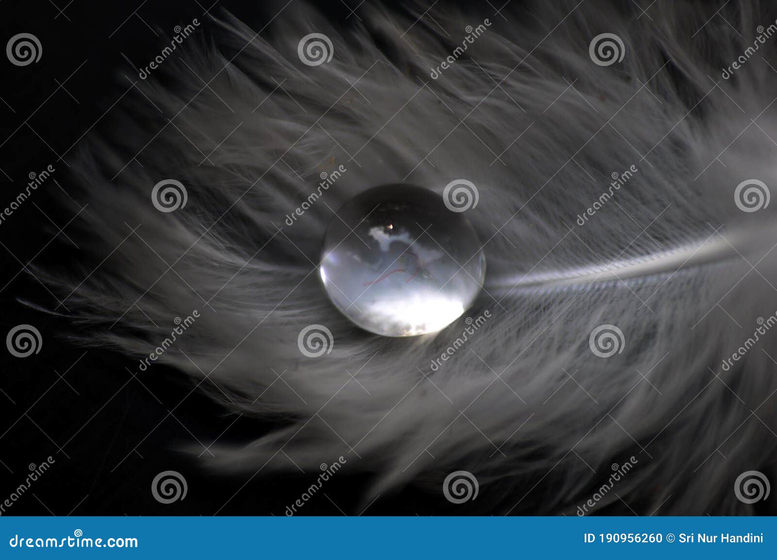 Abstract Feather Bird with Water Drop. Stock Photo - Image of abstract ...